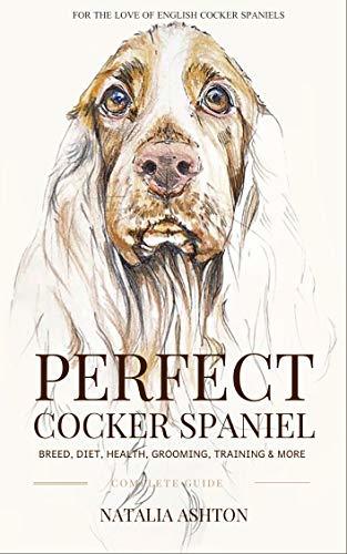 Perfect cocker spaniel: complete guide. Breed, diet, health, grooming ...