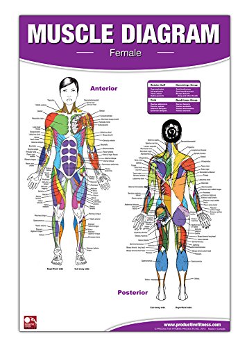 Female Muscle Diagram by André Noël Potvin | Goodreads