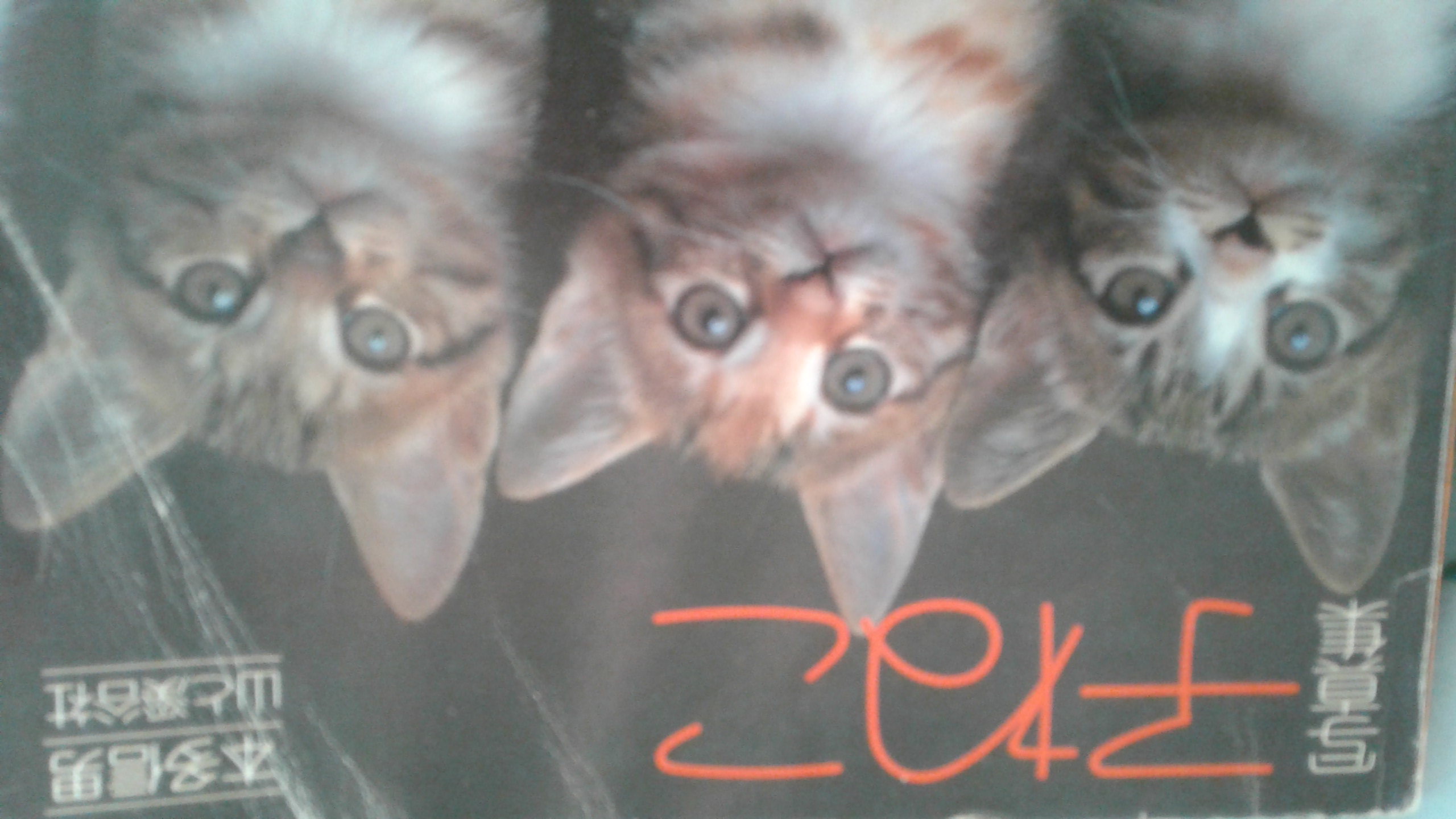 Kitten photo collection by Nobuo Honda | Goodreads