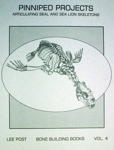 Pinniped Projects: Articulating Seal and Sea Lion Skeletons by Lee Post ...