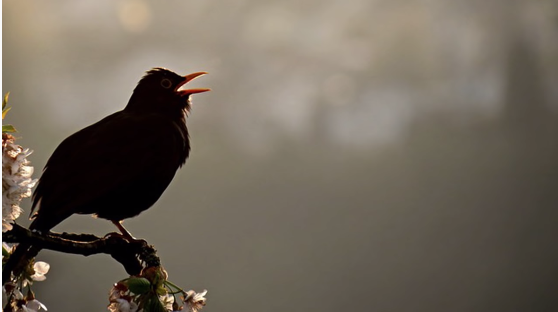 Distant Whispers By Garry Lyons Goodreads