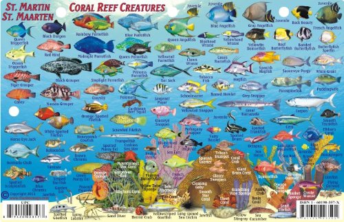 St. Maarten & St. Martin Dive Map & Reef Creatures Guide Franko Maps ...