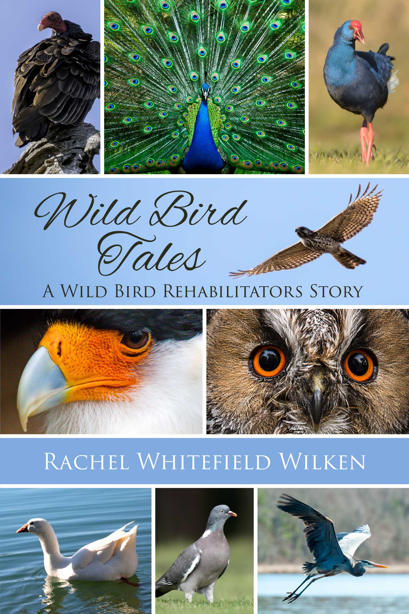 Wild Bird Tales: A Wild Bird Rehabilitator's Story by Rachel Whitefield ...