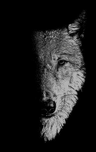 In the Company of Wolves: Werewolves, Wolves and Wild Children by Sam ...
