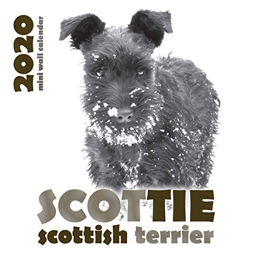 Scottie: Scottish Terrier 2020 Mini Wall Calendar by Over the Wall Dogs ...