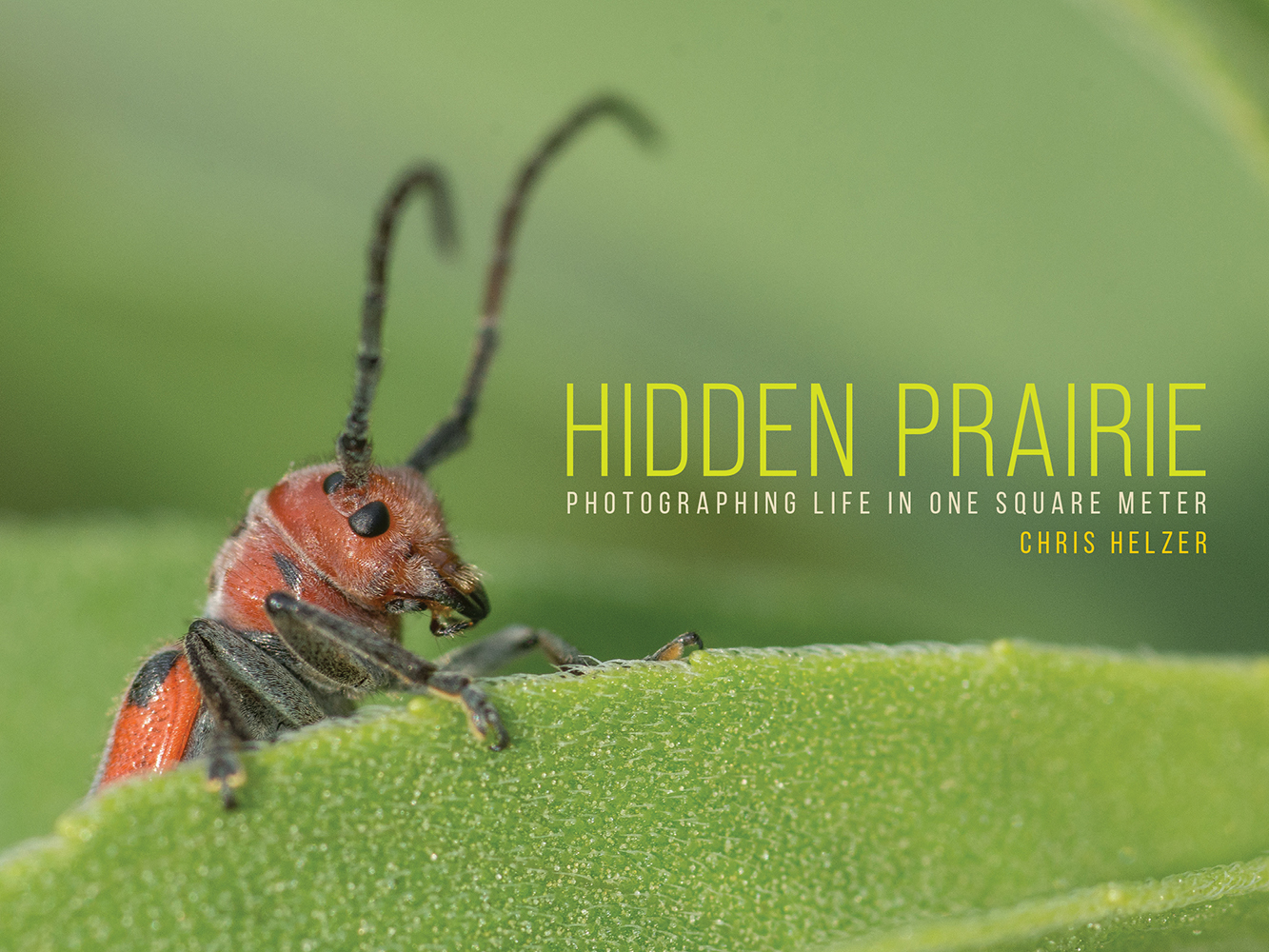 Hidden Prairie Photographing Life In One Square Meter By Chris Helzer hidden-prairie-photographing-life-in-one-square-meter-by-chris-helzer
