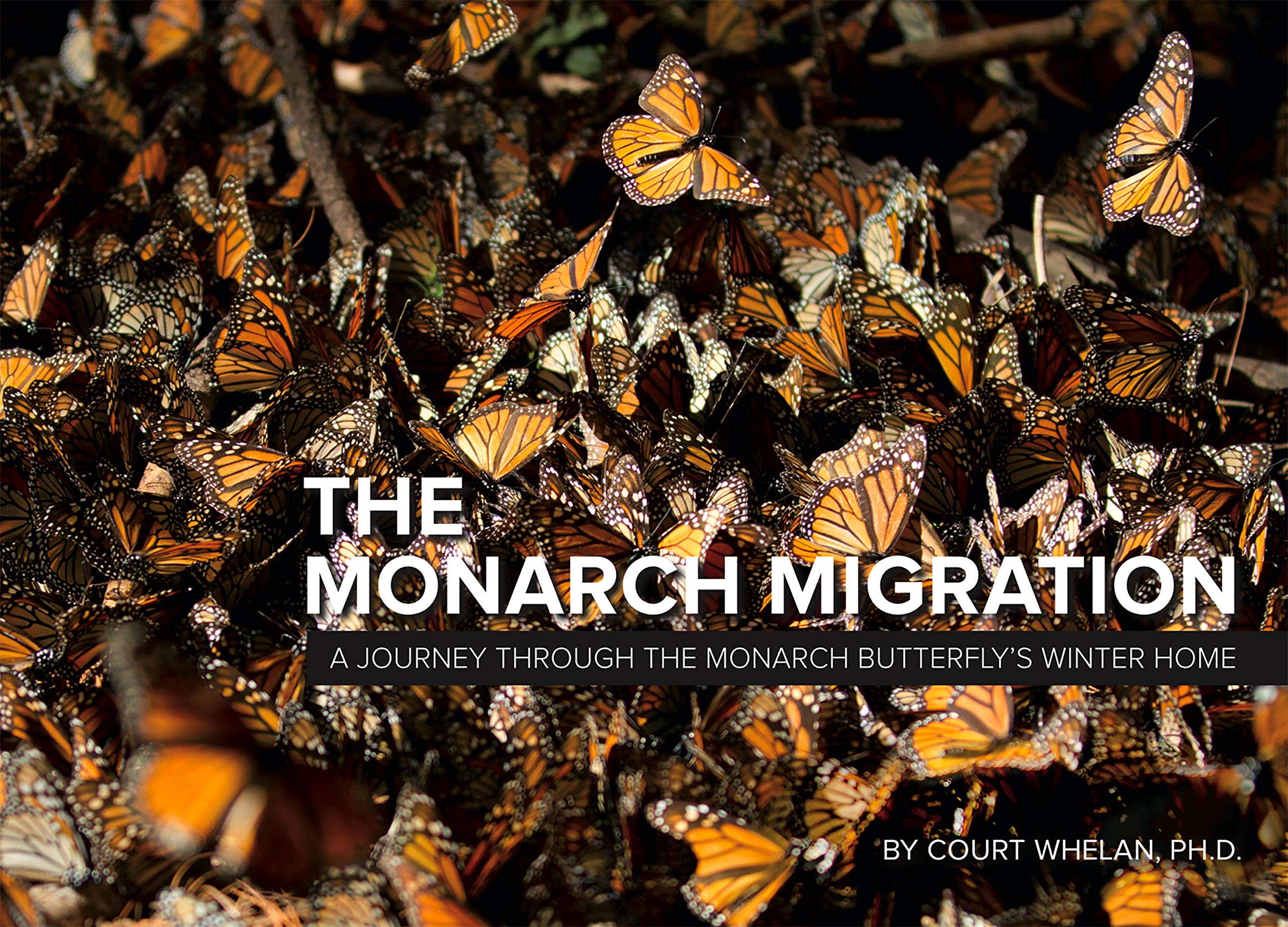 The Monarch Migration: A Journey through the Monarch Butterfly's Winter ...