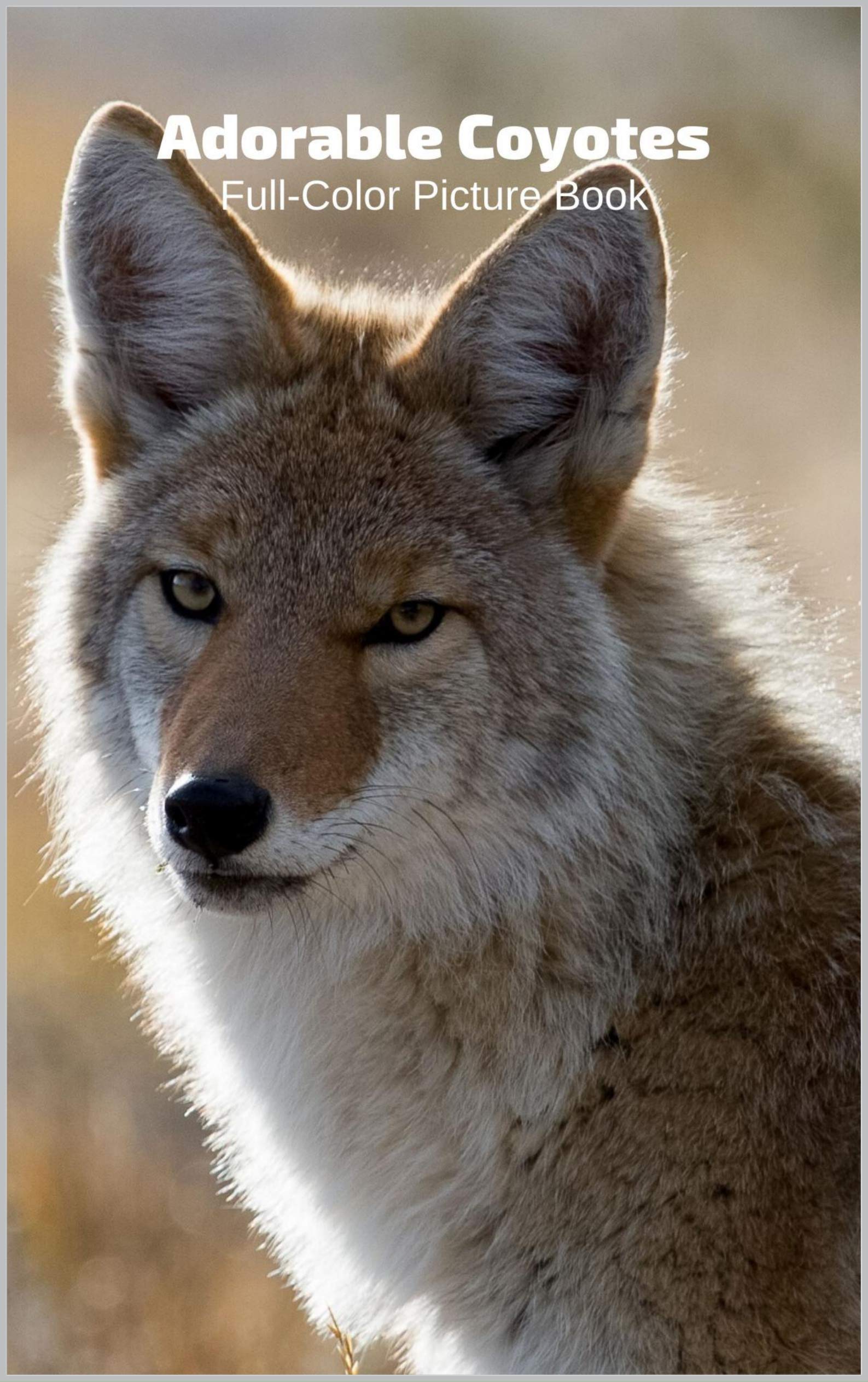 Adorable Coyotes Full-Color Picture Book: Animals Photography Book by ...