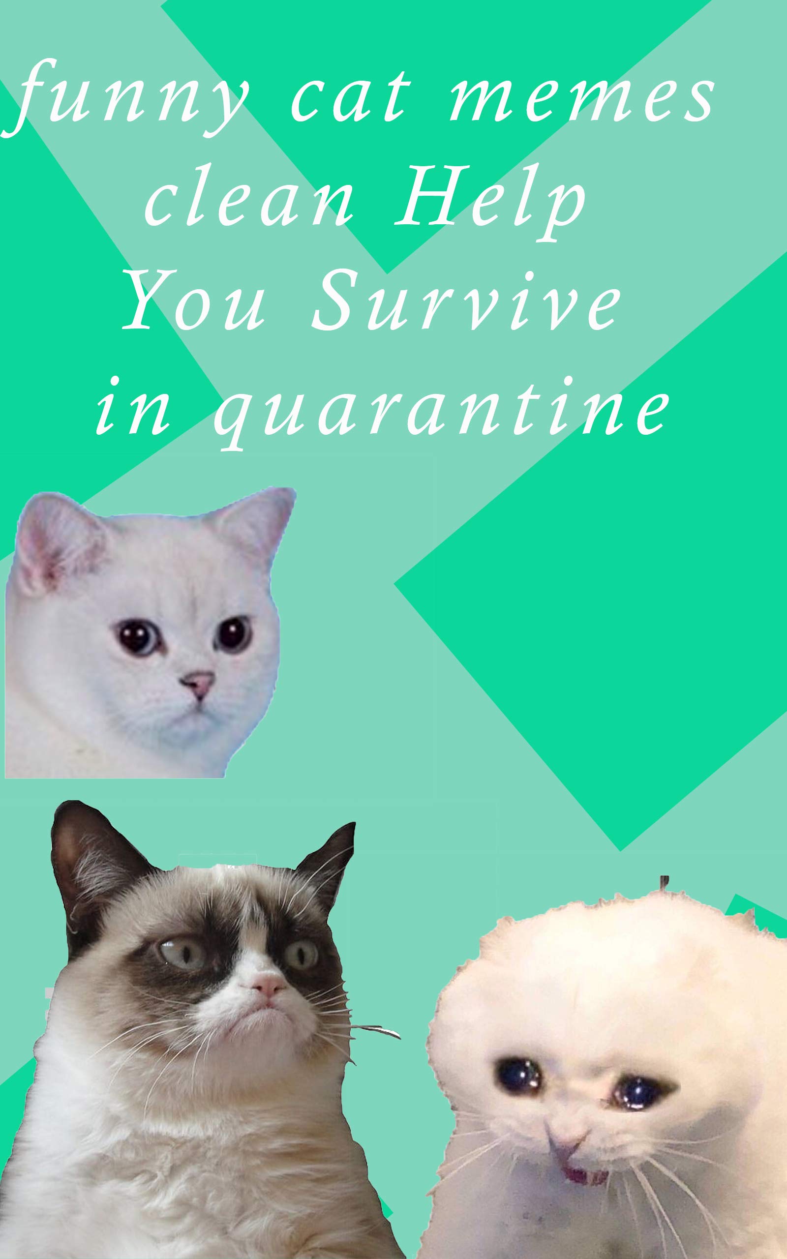 Clean Cat Memes Clean Cat Memes