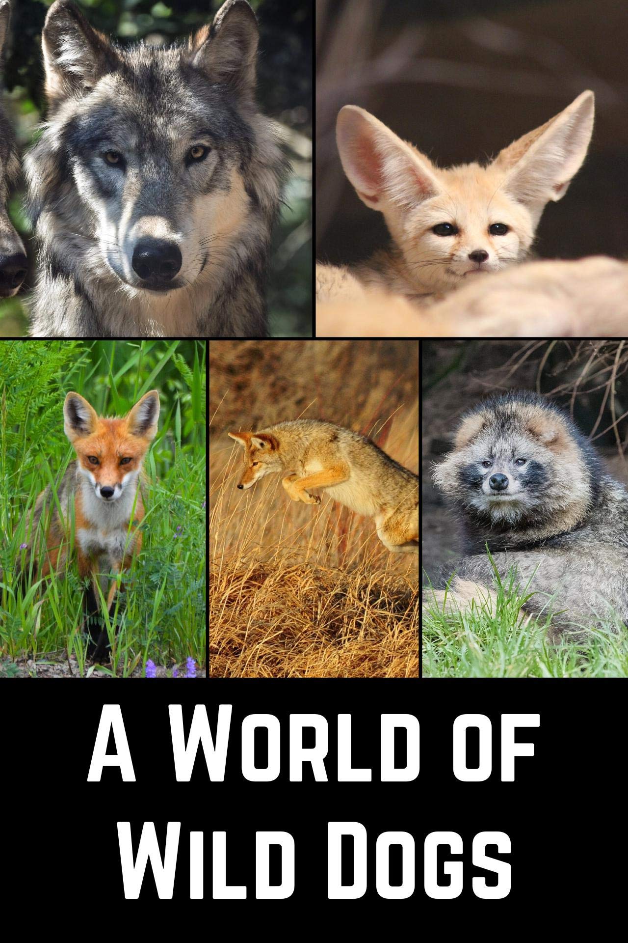 A World of Wild Dogs by Hidden Helm Press | Goodreads