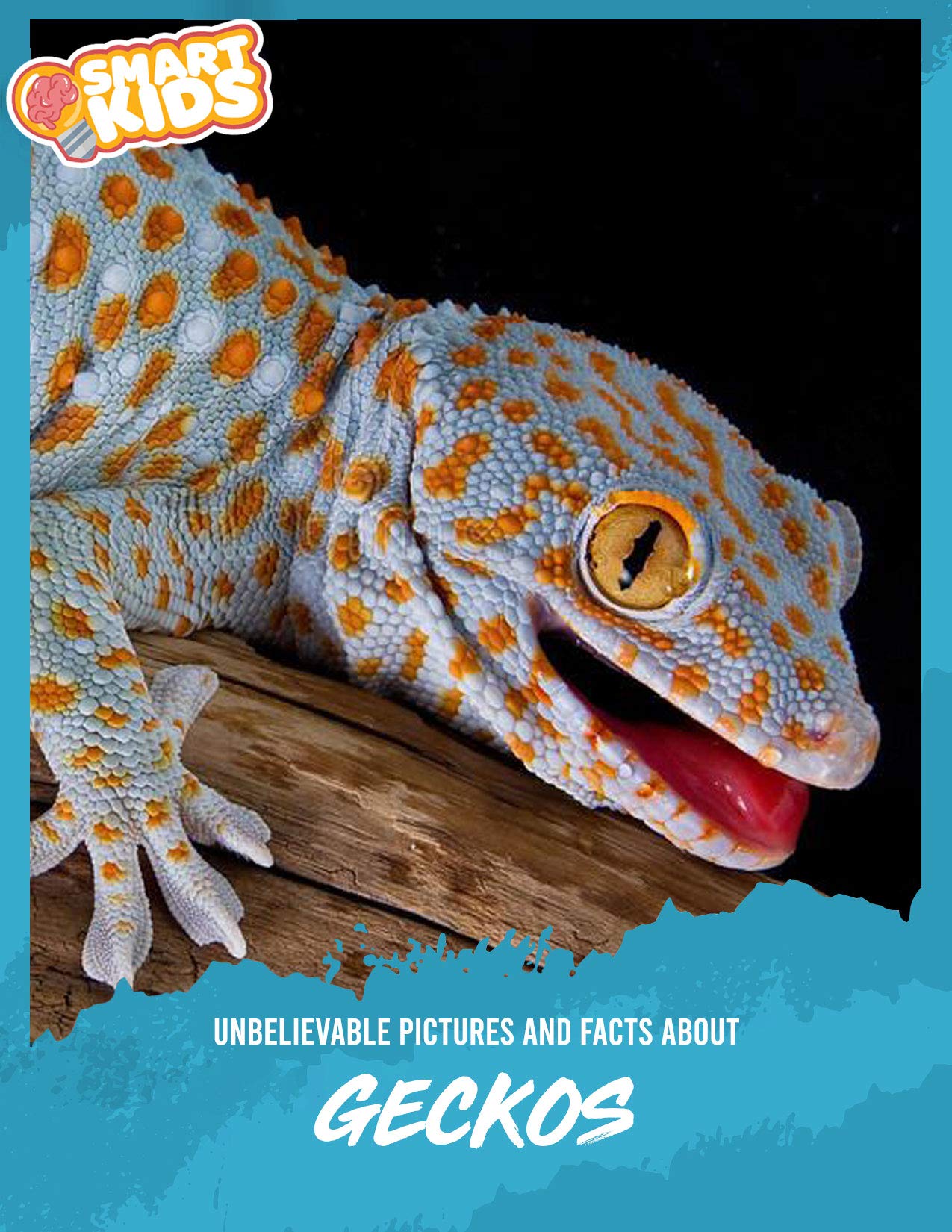 Unbelievable Pictures and Facts About Geckos by Olivia Greenwood ...