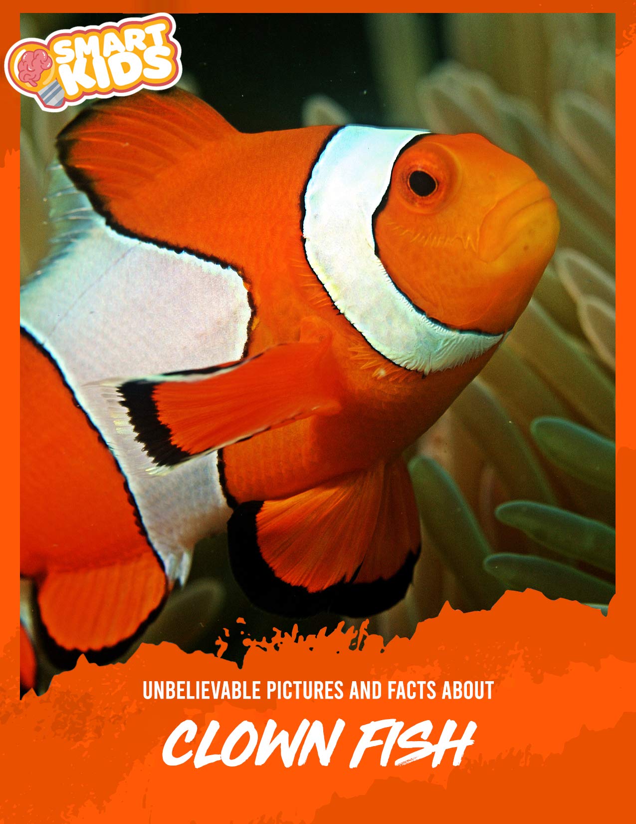 Unbelievable Pictures and Facts About Clownfish by Olivia Greenwood ...