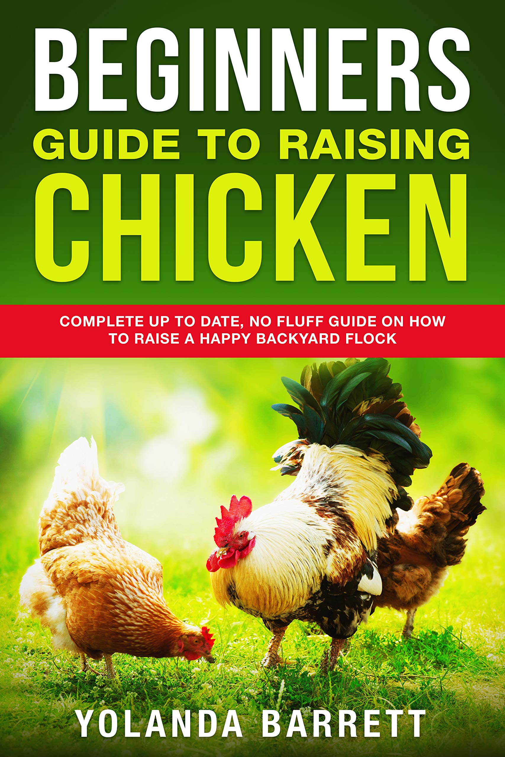 Beginners Guide To Raising Chicken: Complete Up To Date, No Fluff Guide ...