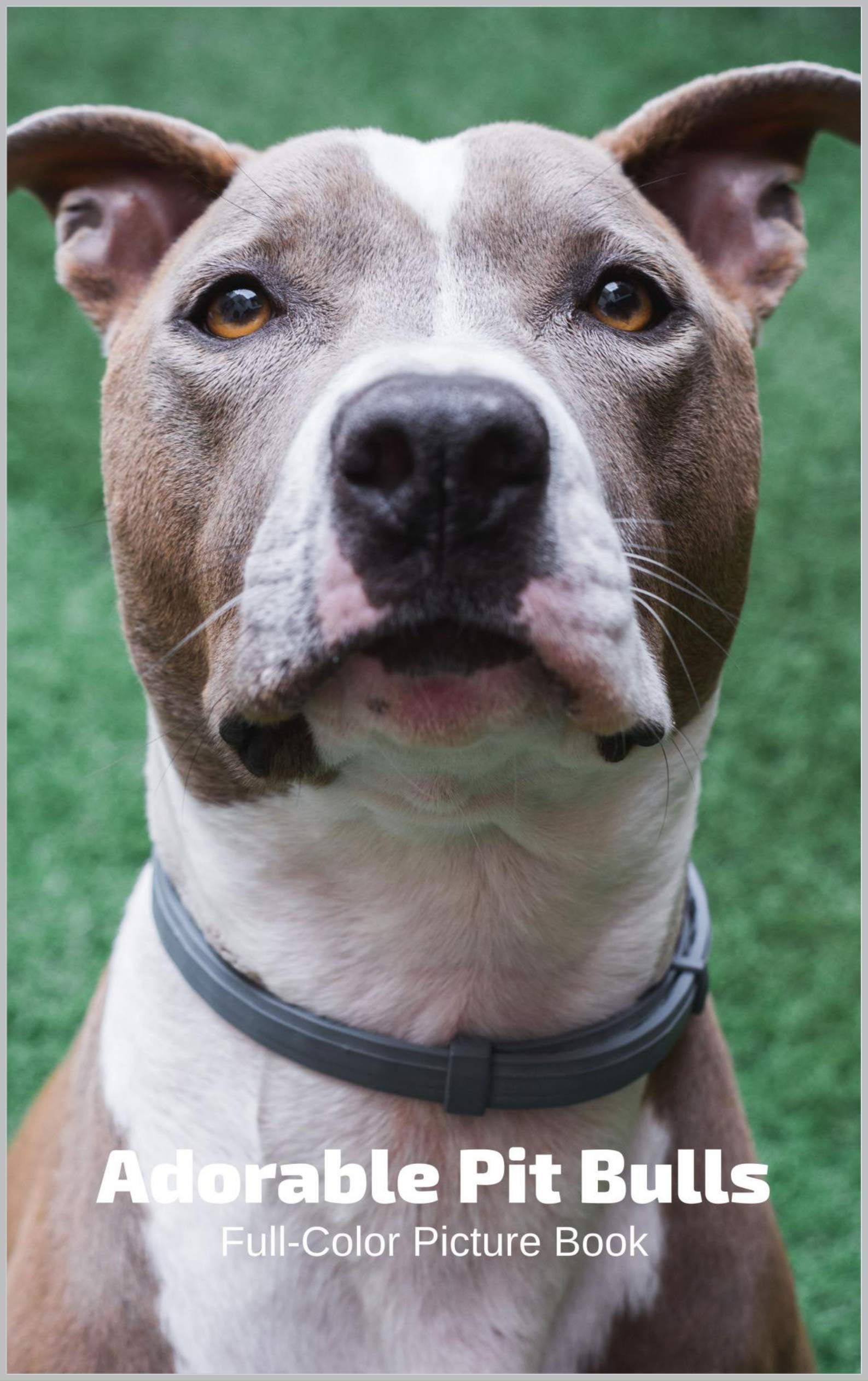 Adorable Pit Bulls Full-Color Picture Book: Dog Picture Book -Pets ...