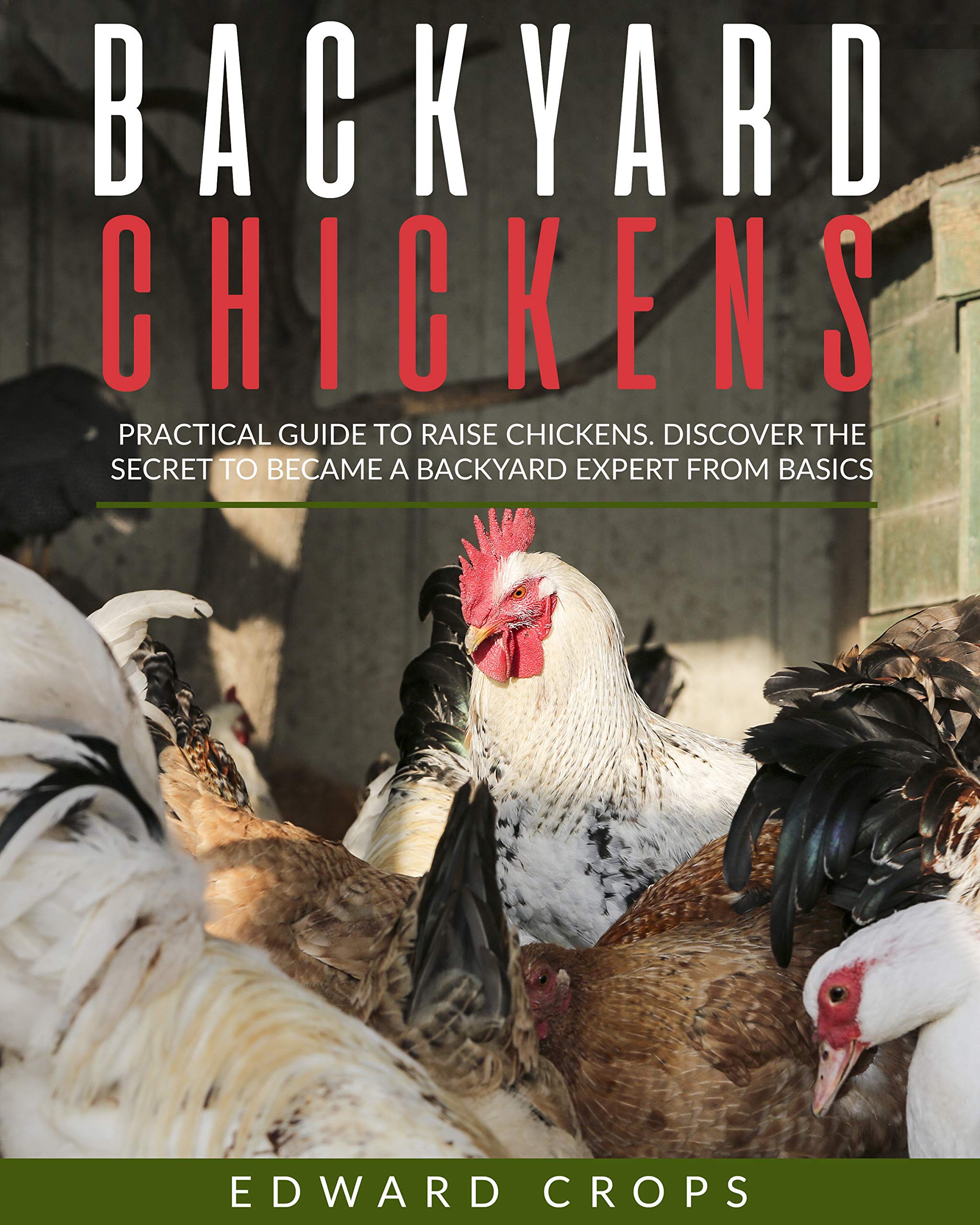 backyard chickens: Practical guide to raise chickens. Discover the ...