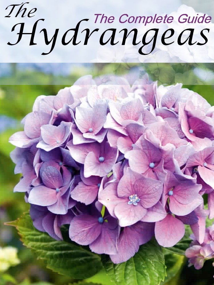 Hydrangeas - The Complete Guide by Solom oney | Goodreads
