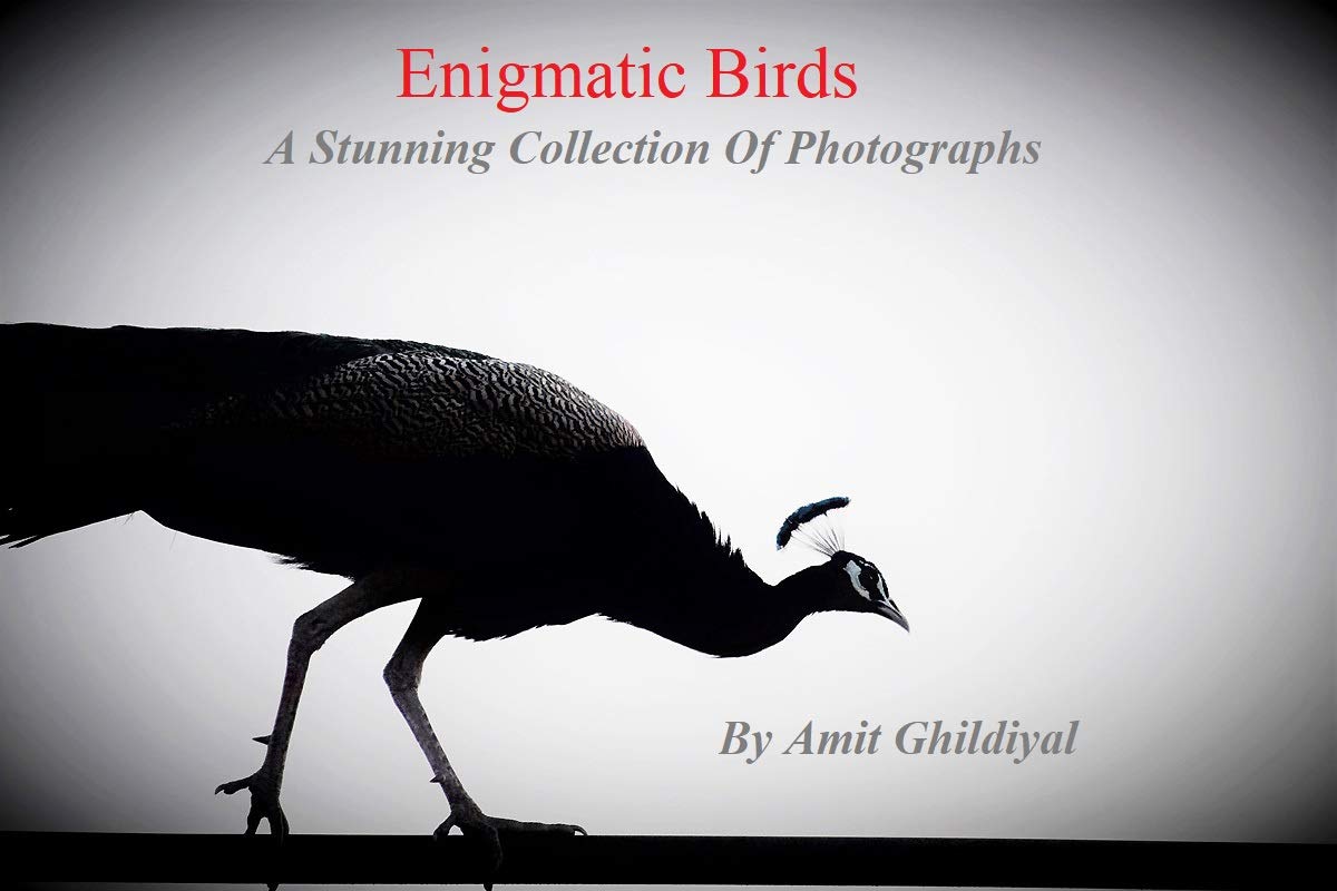 Enigmatic Birds: A Stunning Collection of Photographs by AMIT GHILDIYAL ...