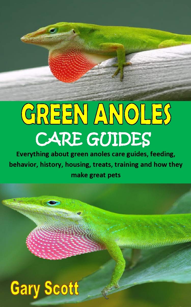 Green Anole Care
