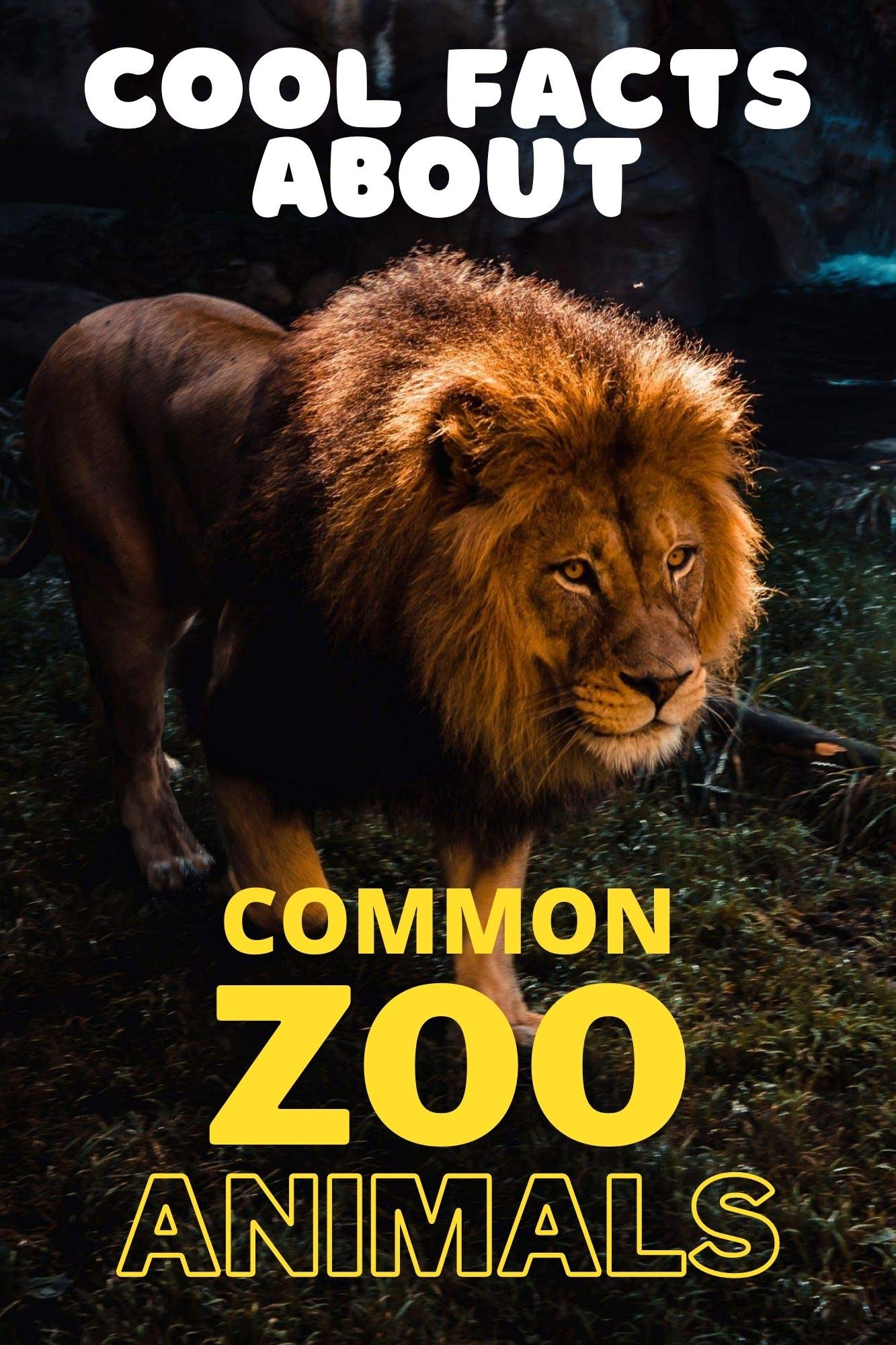 Cool Facts About Common Zoo Animals: Picture Book, Animal Book, Book of ...