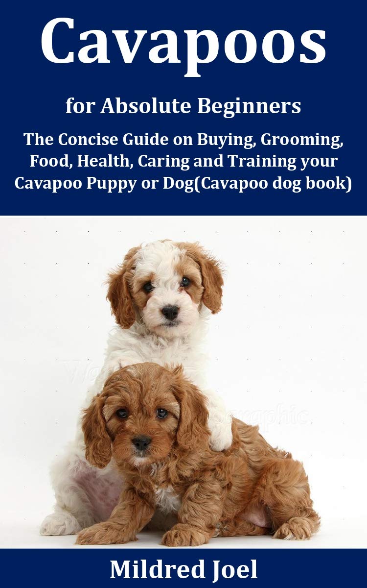 Cavapoos for Absolute Beginners: The Concise Guide on Buying, Grooming ...