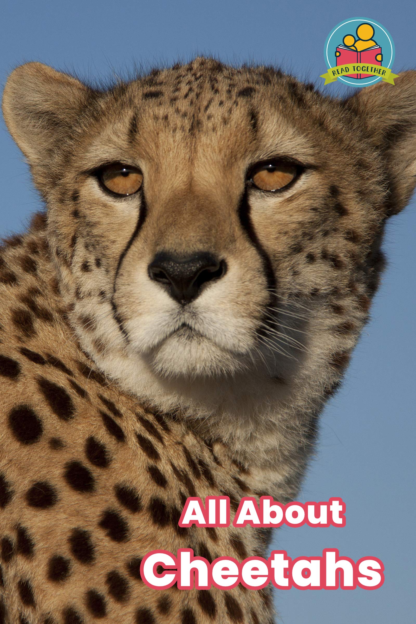 All About Cheetahs by Edventure Learning | Goodreads