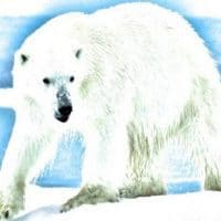 The Tale of Audun and His Bear by Icelandic Folk Tale | Goodreads