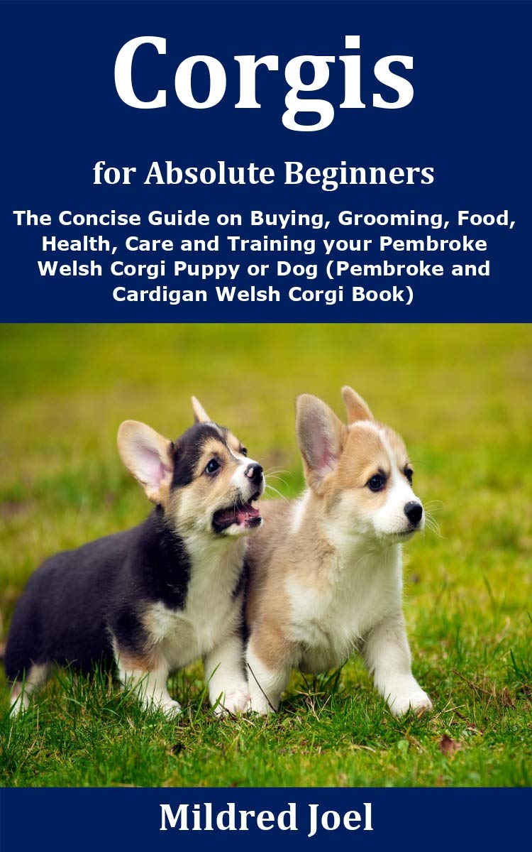 Are Corgis Bad Beginner Dogs