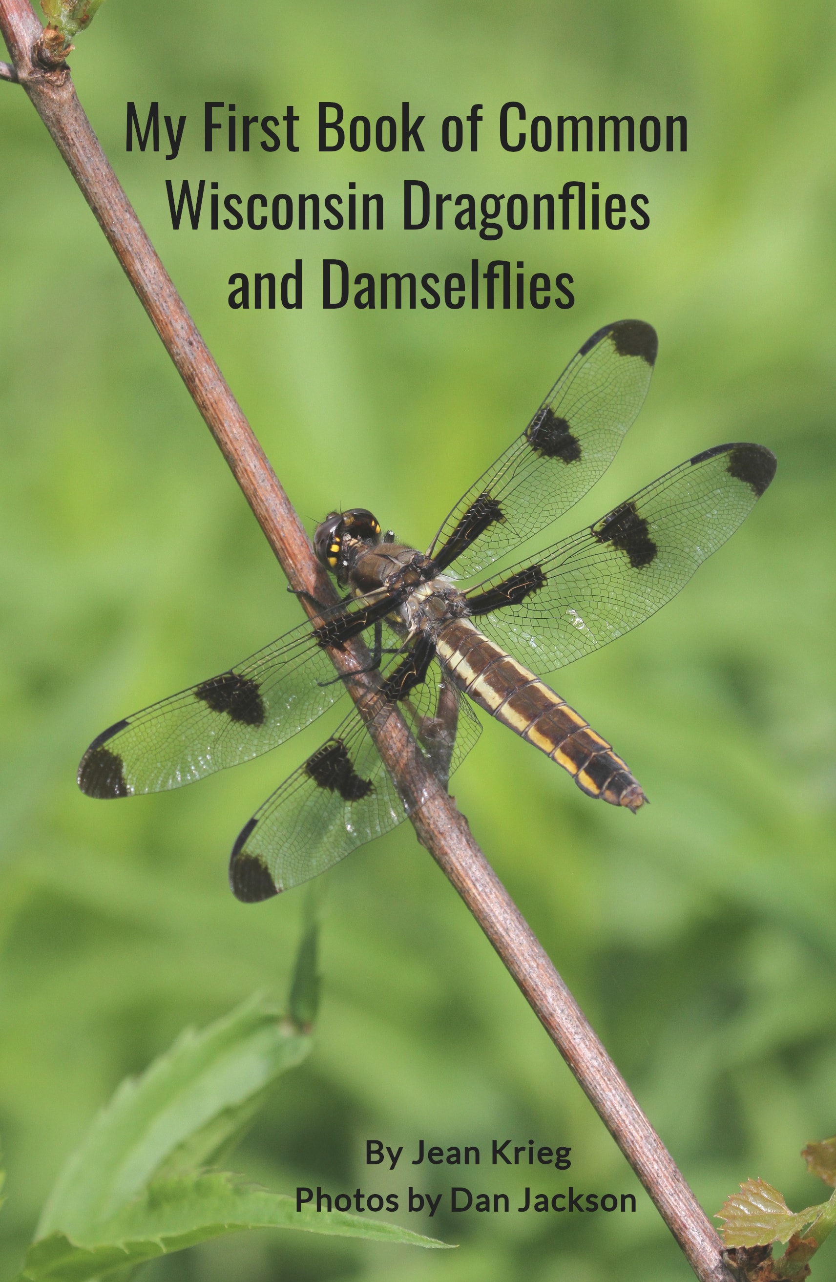 My First Book of Common Wisconsin Dragonflies and Damselflies by Jean ...