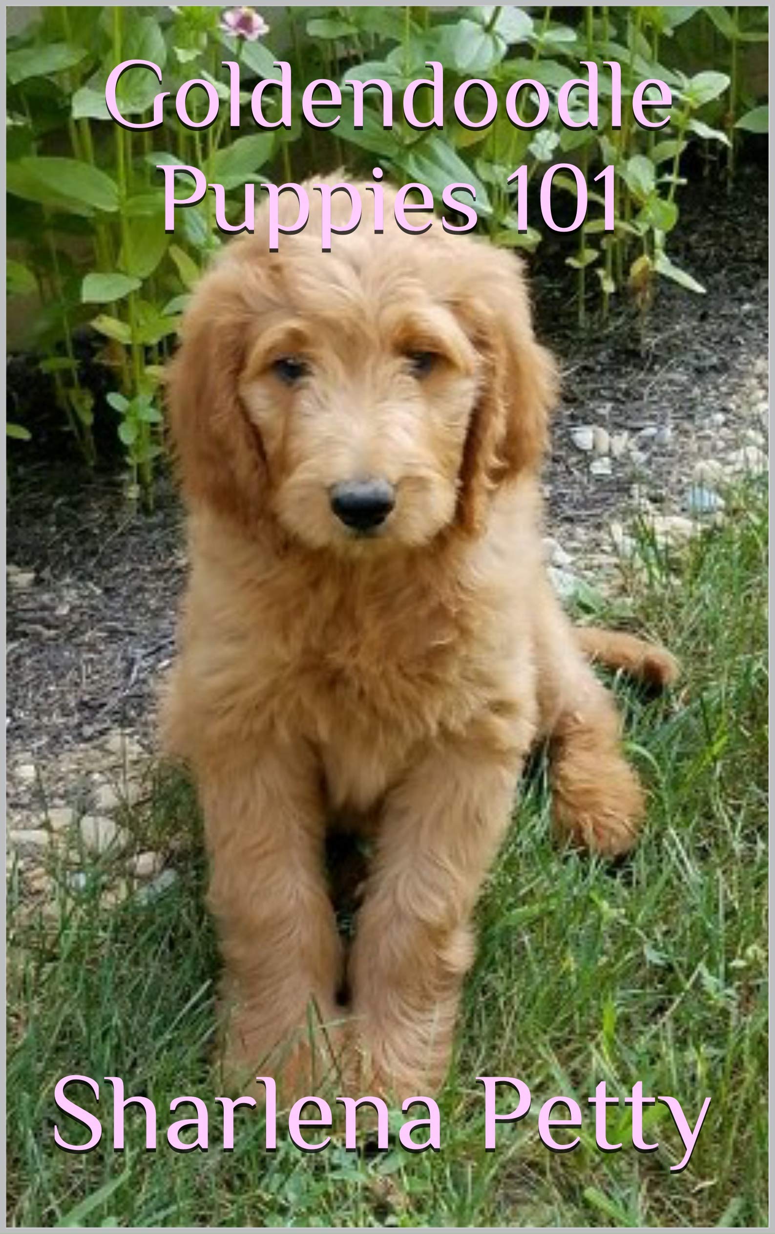 Goldendoodle Puppies 101 (Goldendoodle part 1) by Sharlena Petty ...