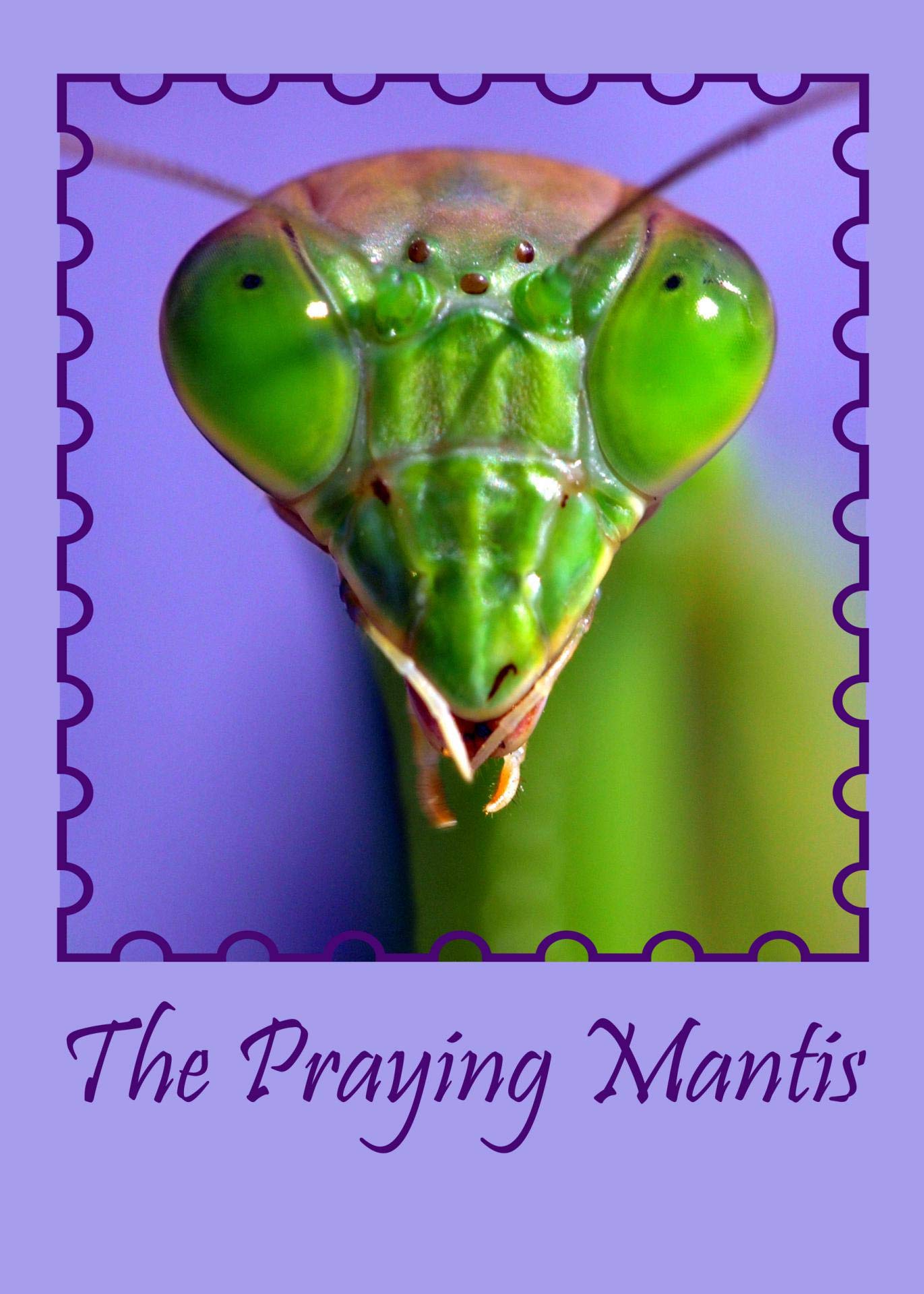 The Praying Mantis: All about being a Praying Mantis by Linda Booysen ...
