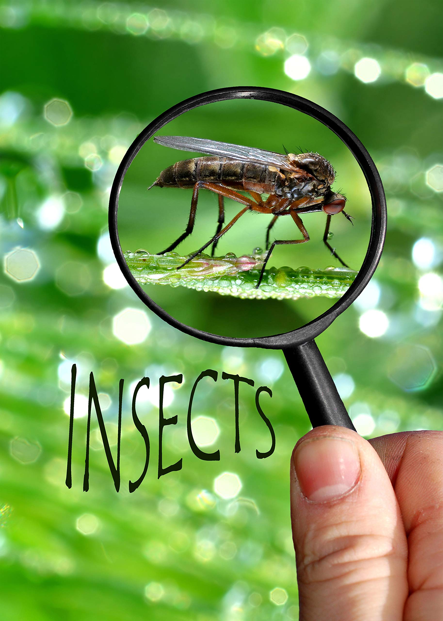 Insects: Insects brought to life for small children. by Linda Booysen ...