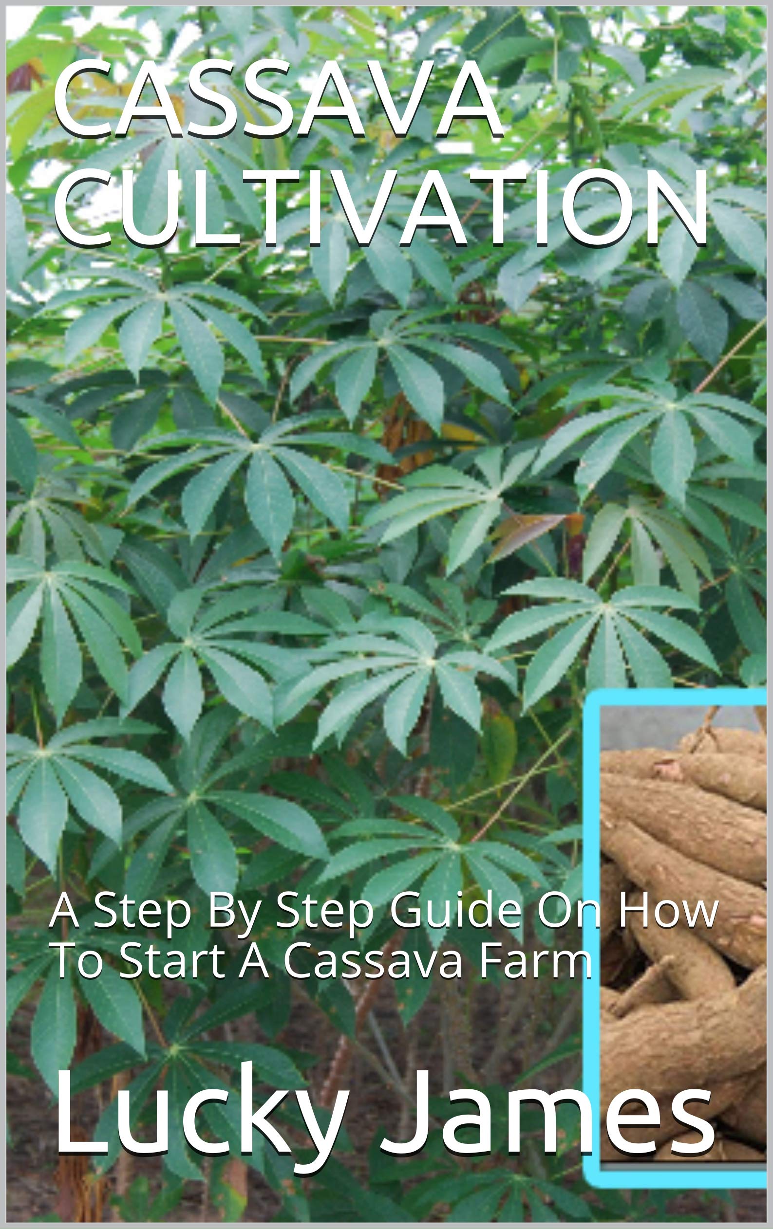 CASSAVA CULTIVATION: A Step By Step Guide On How To Start A Cassava ...