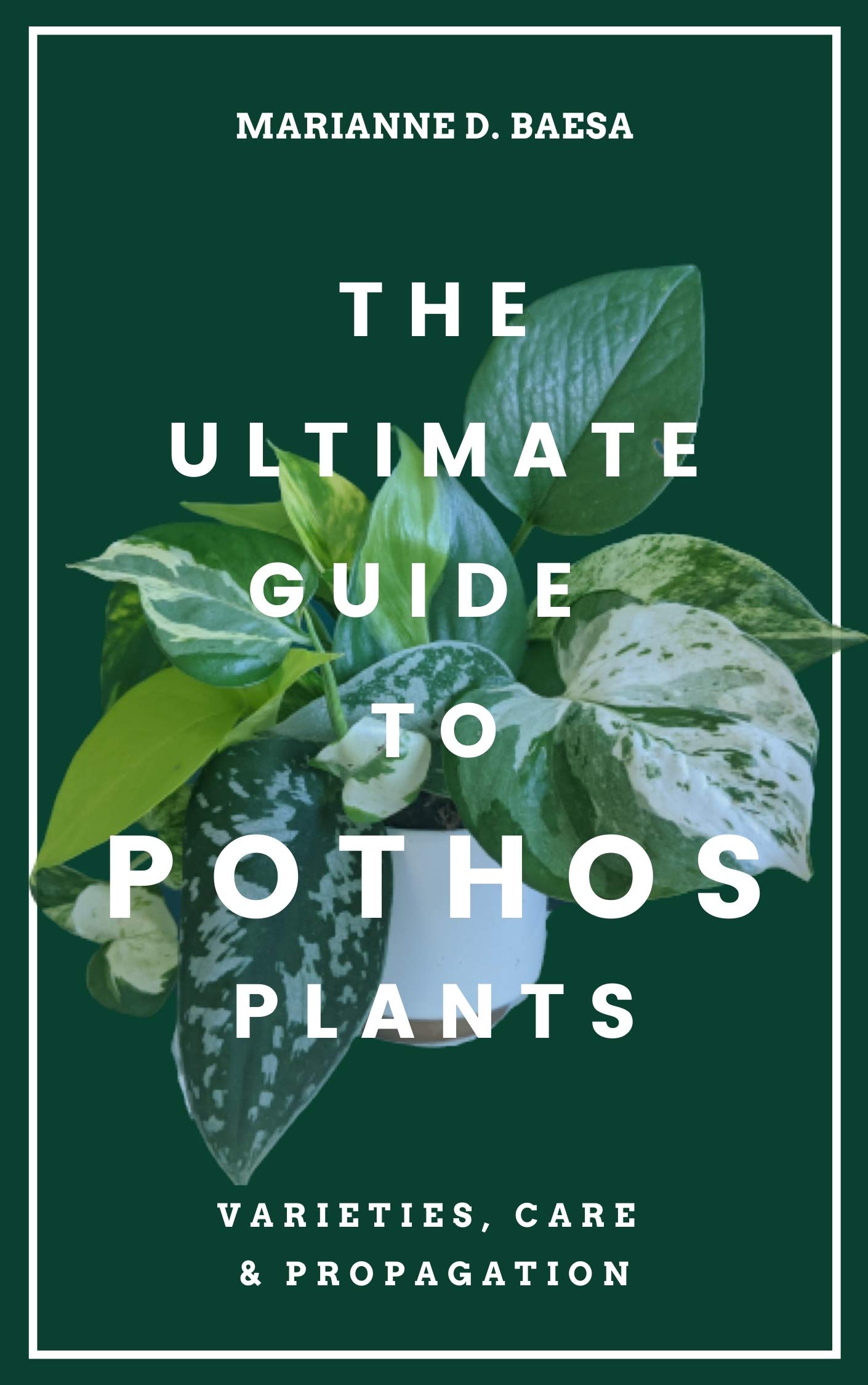 The Ultimate Guide to Pothos Plants: Epipremnum, Philodendron ...