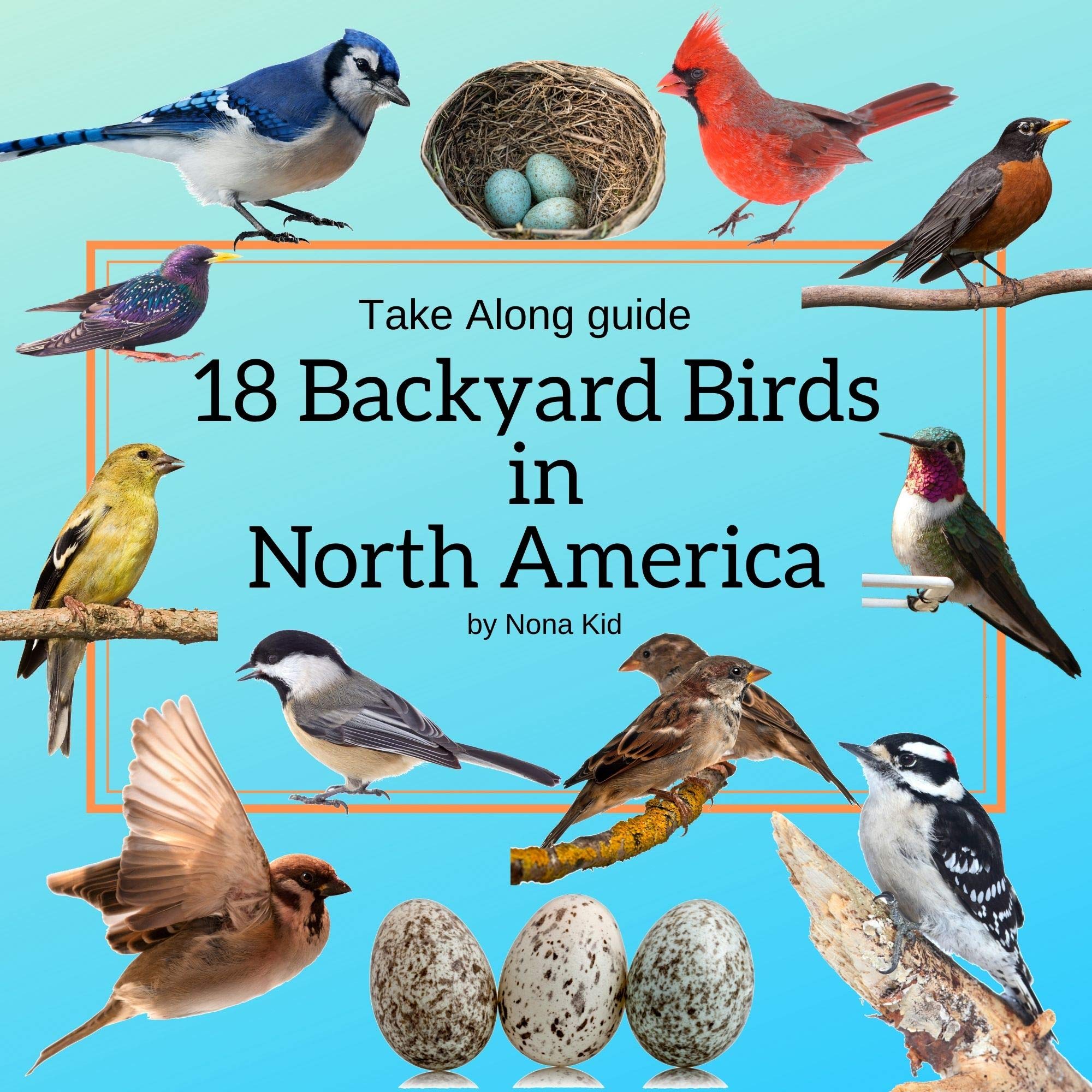 The Most Popular Birds of North America: Bird Watching Guide for Kids ...