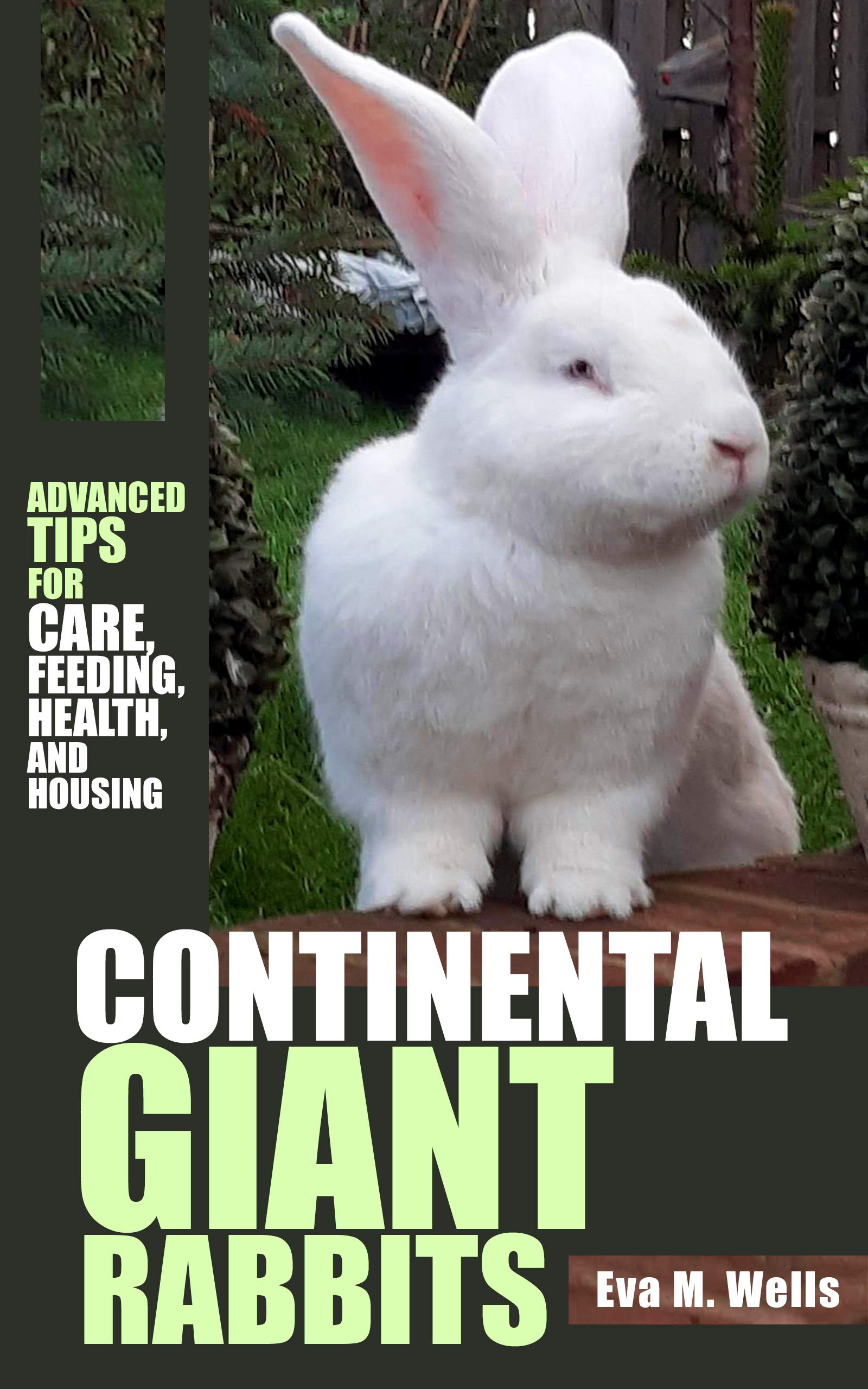 Continental Giant Rabbit