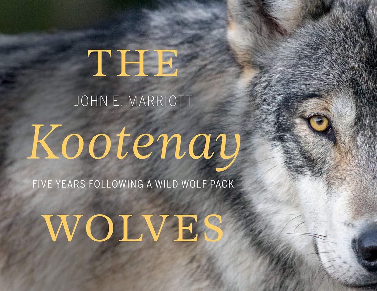 The Kootenay Wolves: Five Years Following a Wild Wolf Pack by John E ...