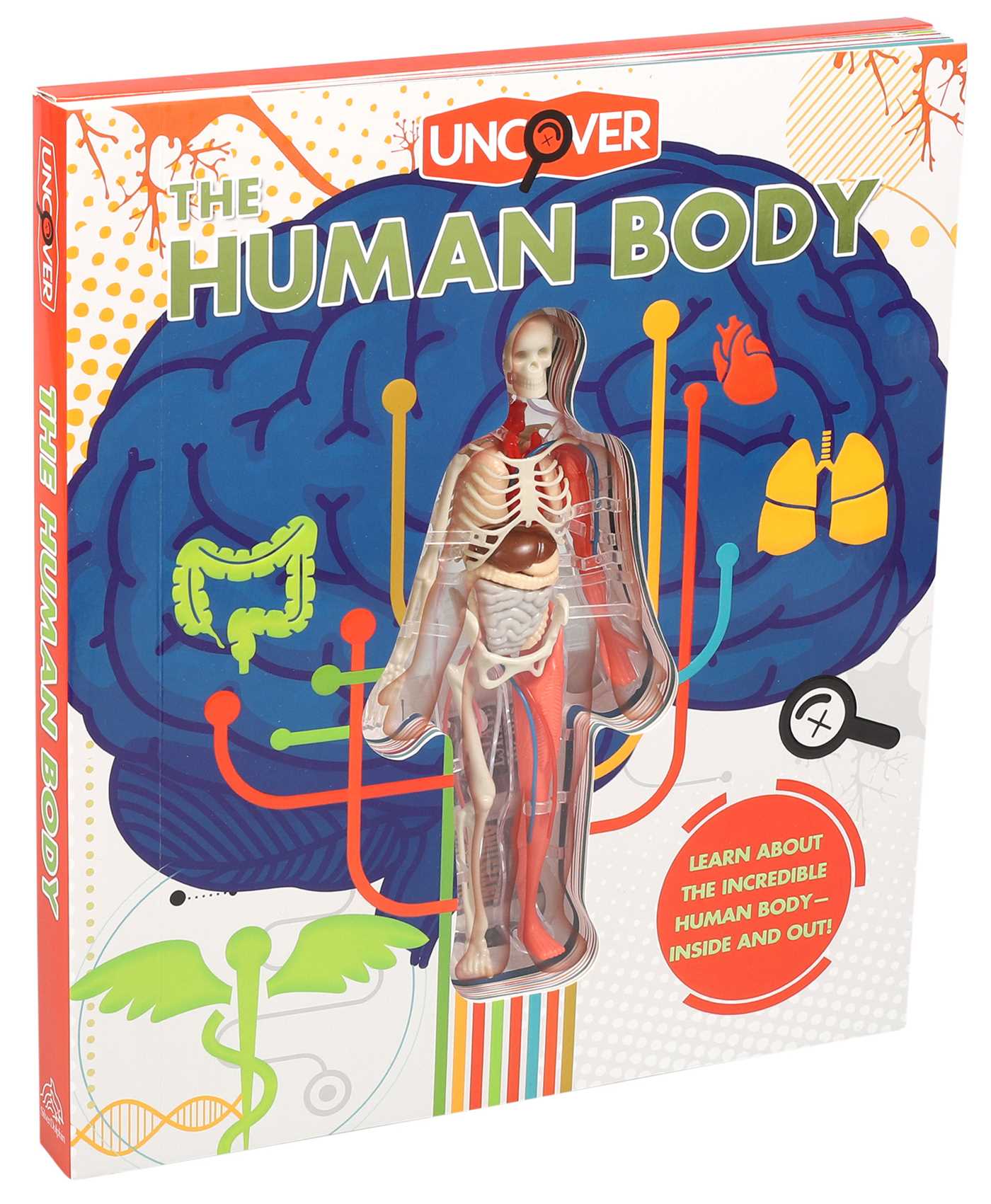 Uncover the Human Body by Luann Colombo | Goodreads