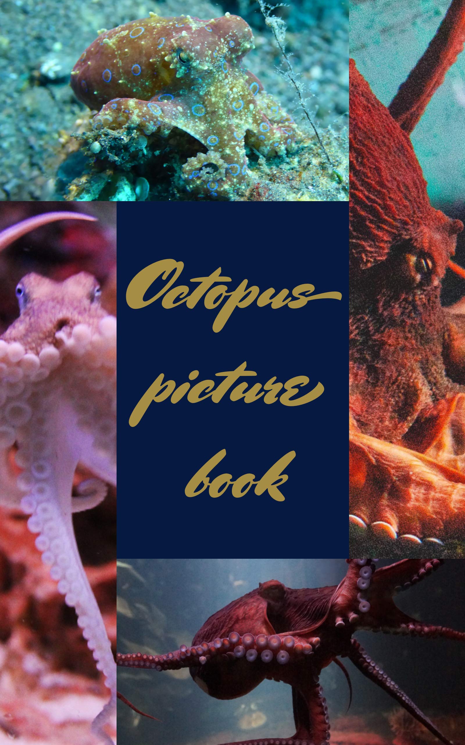 Octopus Picture Book (Picture Book Series) by Philip O'Reilly | Goodreads