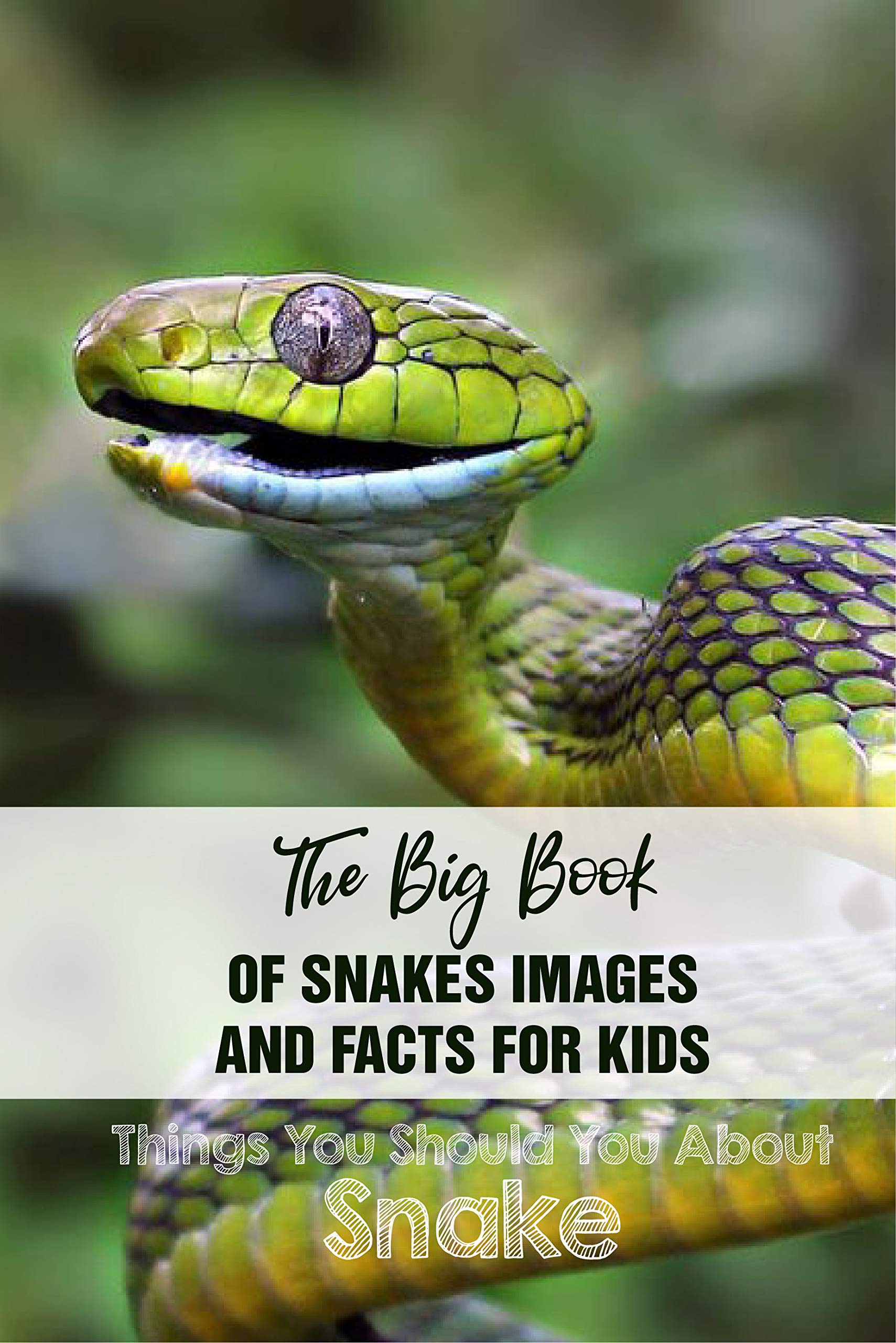 The Big Book Of Snakes Images And Facts For Kids Things You Should You ...