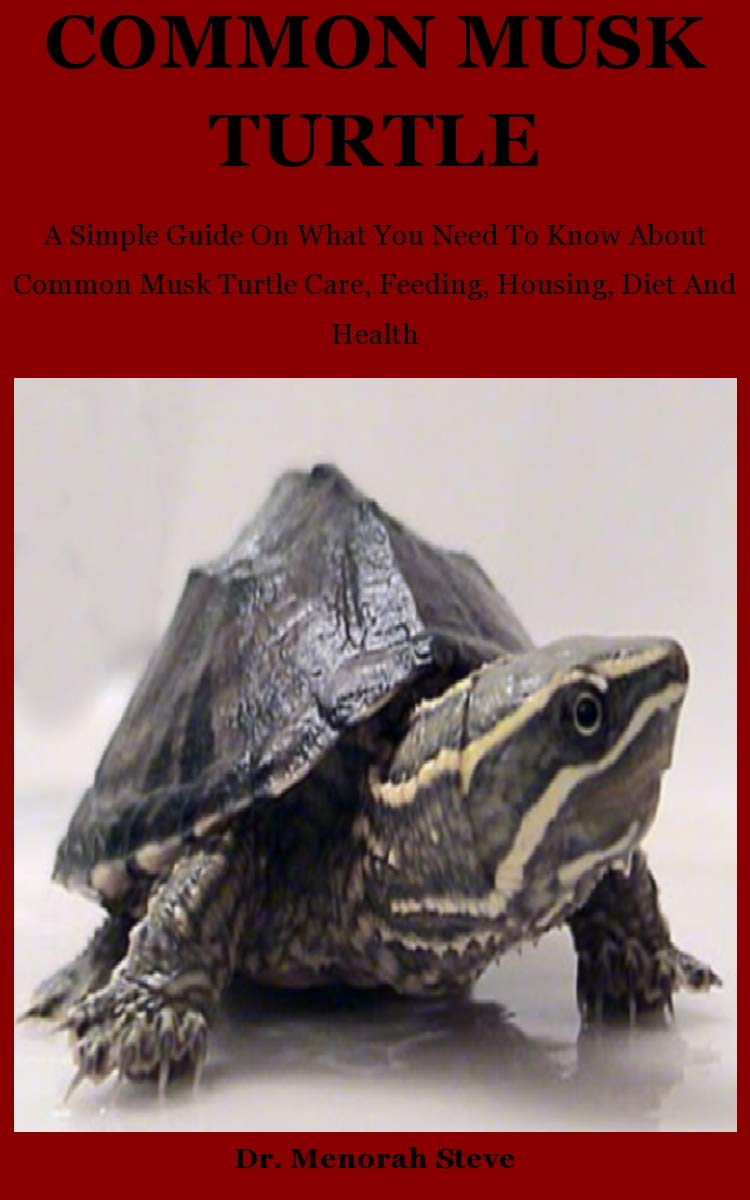 Common Musk Turtle: A Simple Guide On What You Need To Know About Common Musk Turtle Care ...