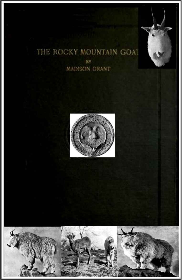 The Rocky Mountain Goat (Illustrated): The mountain goat (Oreamnos ...