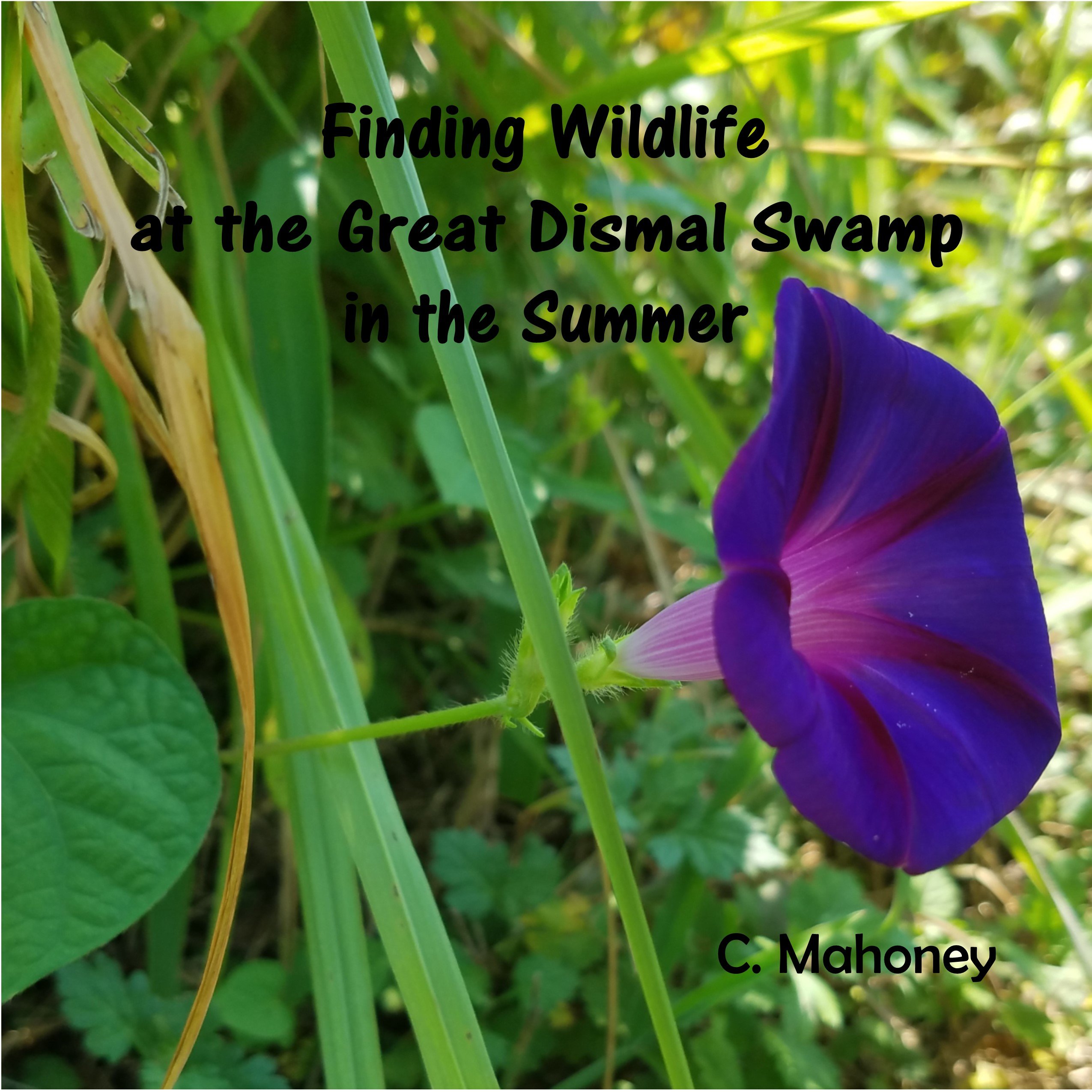 Finding Wildlife at the Great Dismal Swamp in the Summer by C. Mahoney ...