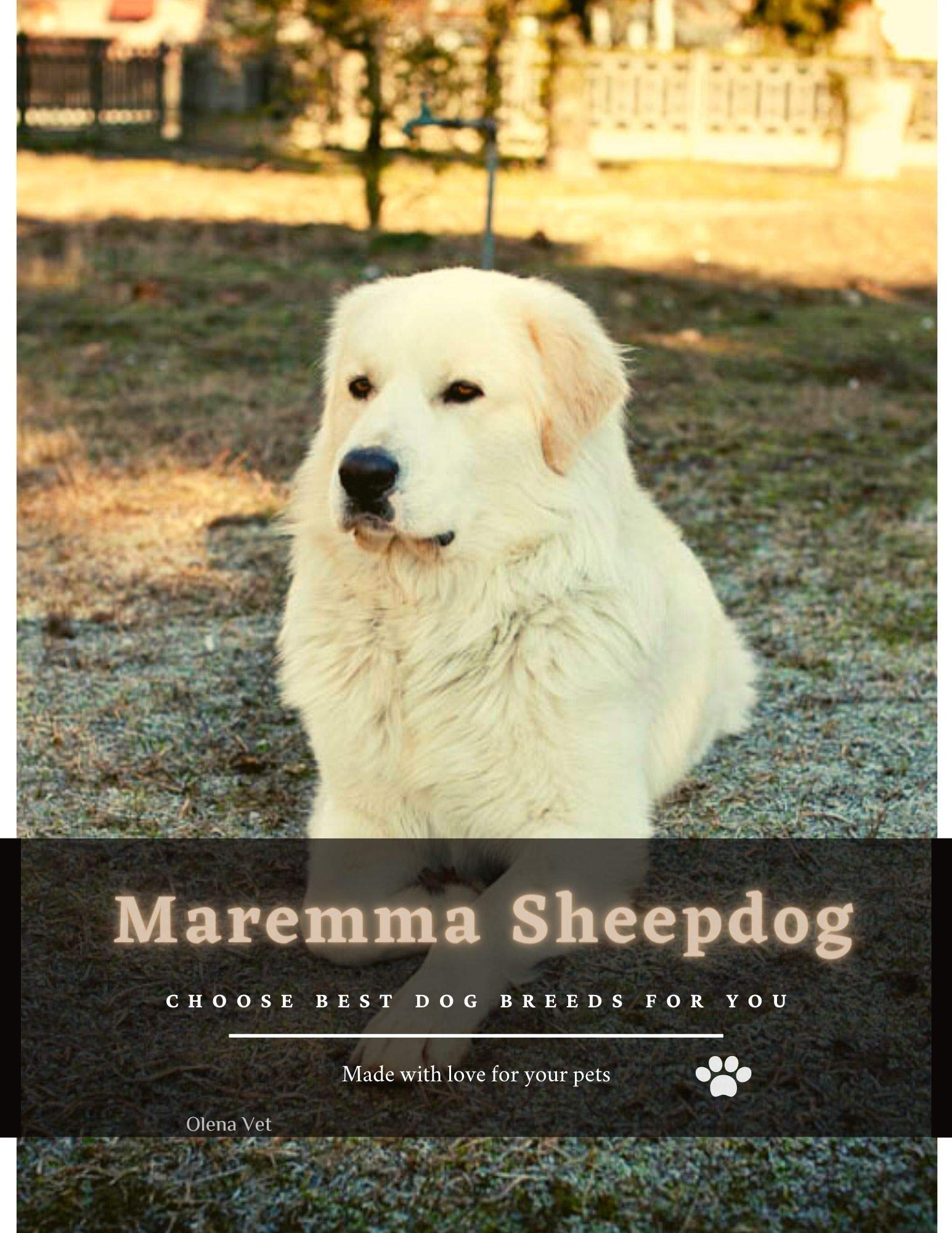 Do Maremma Dogs Make Good Pets