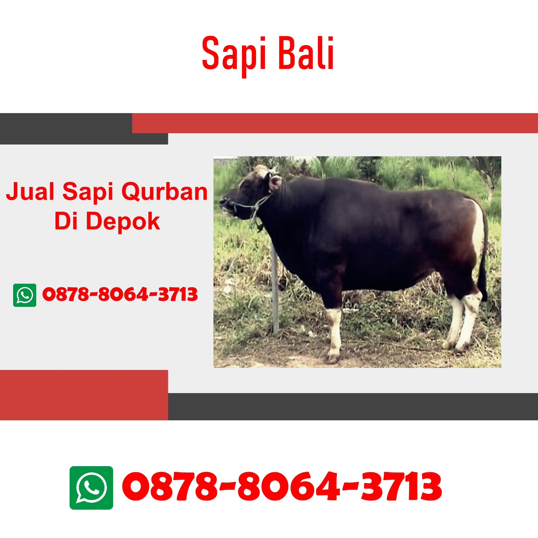 WA 0878-8064-3713, Harga Sapi Qurban Kemang Jakarta by harga sapi ...