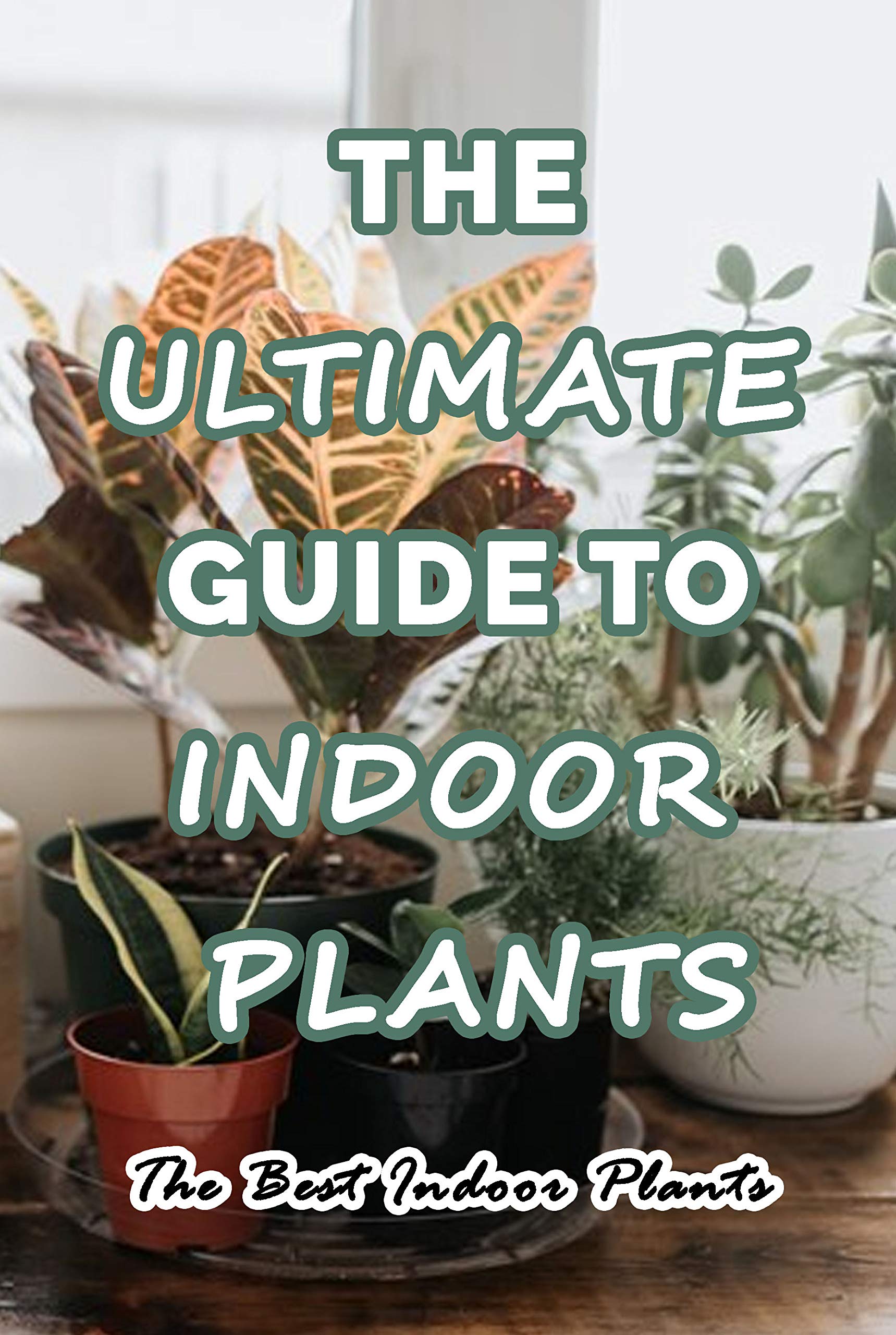 The Ultimate Guide To Indoor Plants: The Best Indoor Plants: Powerful ...