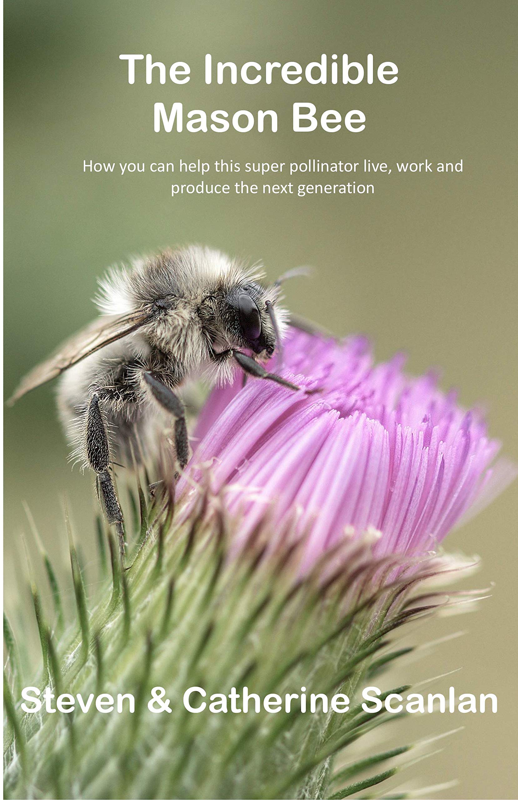 The Incredible Mason Bee by Steven Scanlan | Goodreads