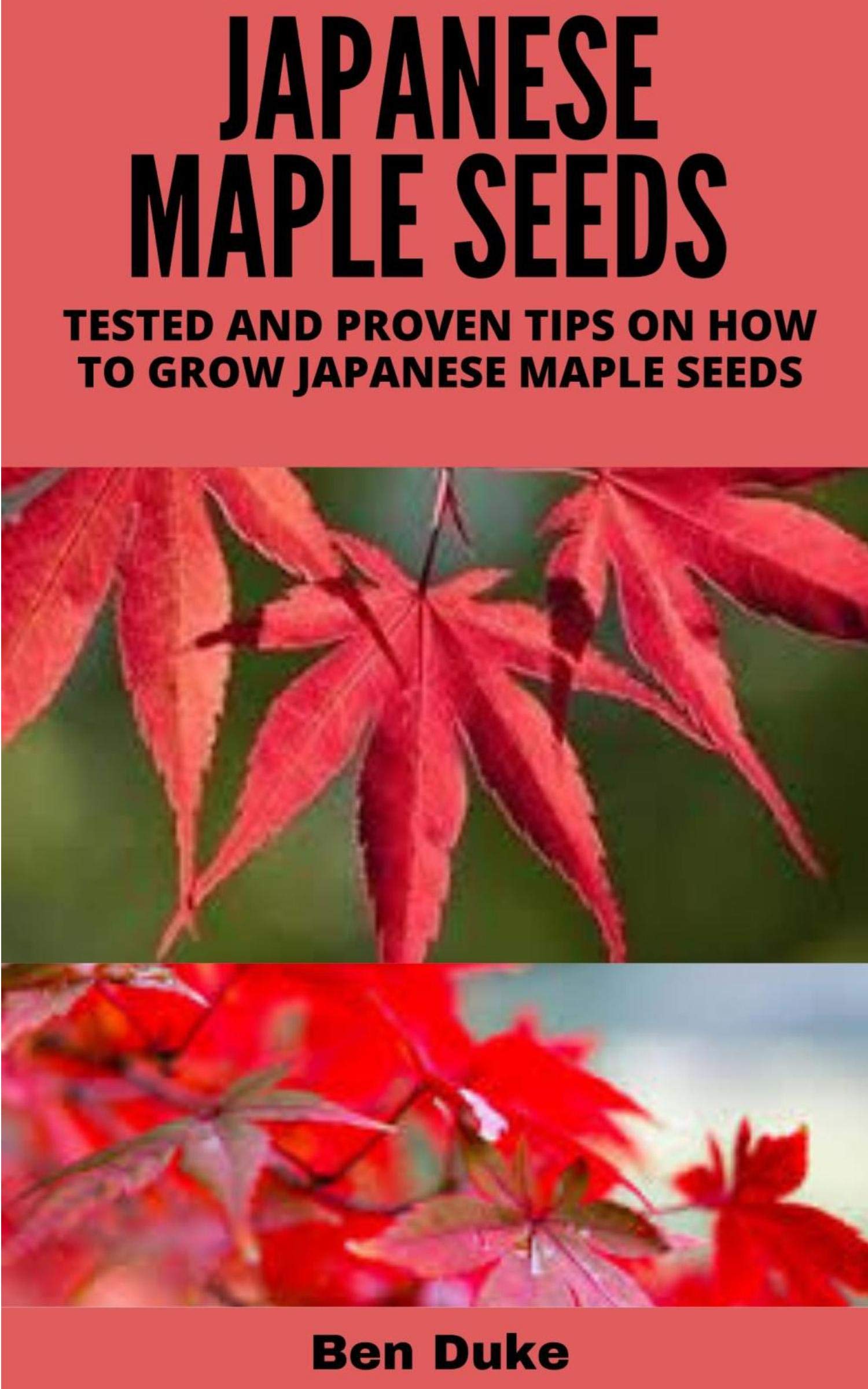 JAPANESE MAPLE SEEDS: TESTED AND PROVEN TIPS ON HOW TO GROW JAPANESE ...