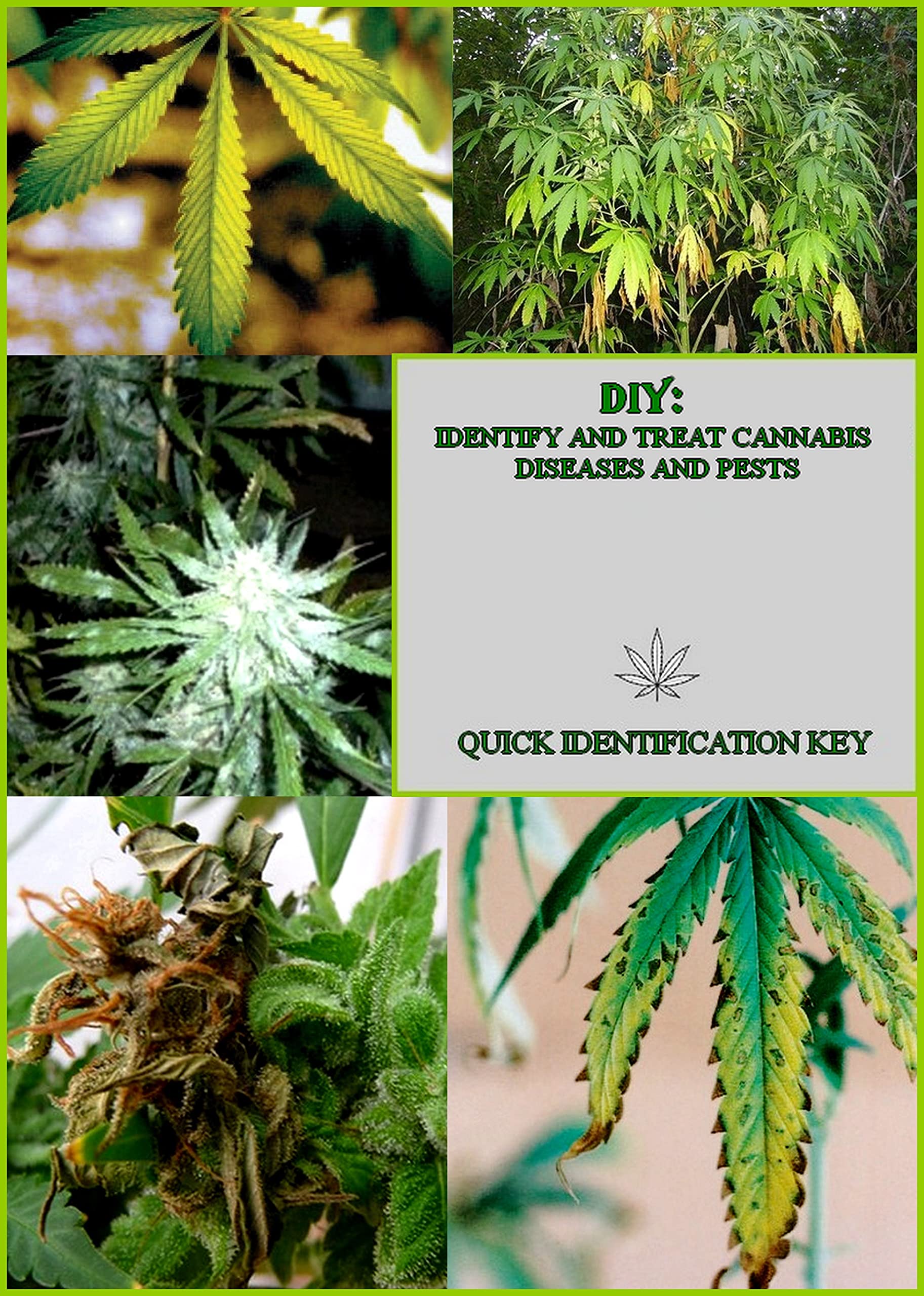 CANNABIS: IDENTIFY AND CONTROL MARIJUANA'S DISEASES AND PESTS: Quick Identification Key by Miled ...