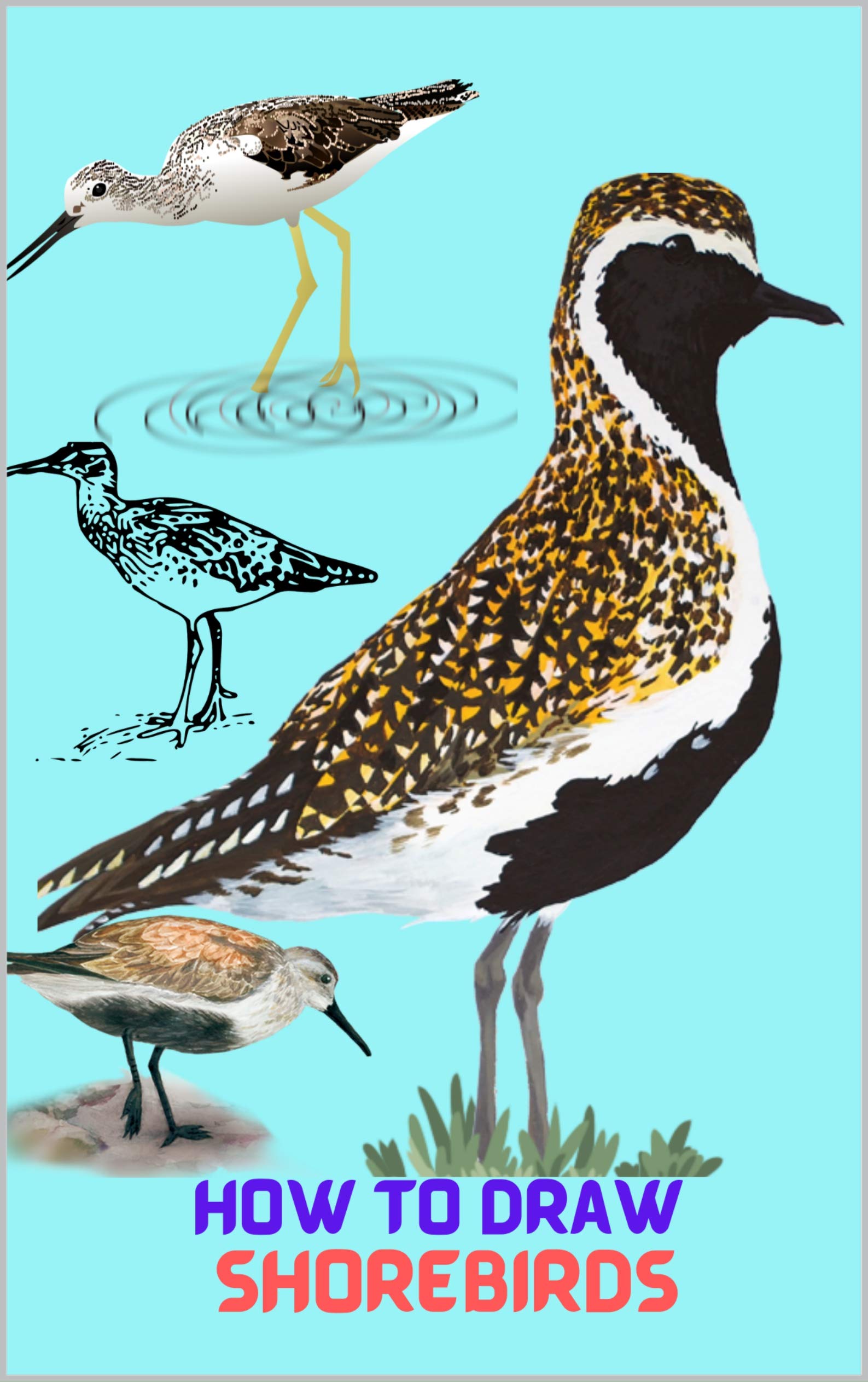 How to Draw shorebirds: An Illustrated Guide To Drawing Step By Step ...
