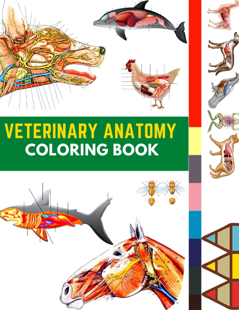 Veterinary Anatomy Colouring Book at Cheryl Allison blog